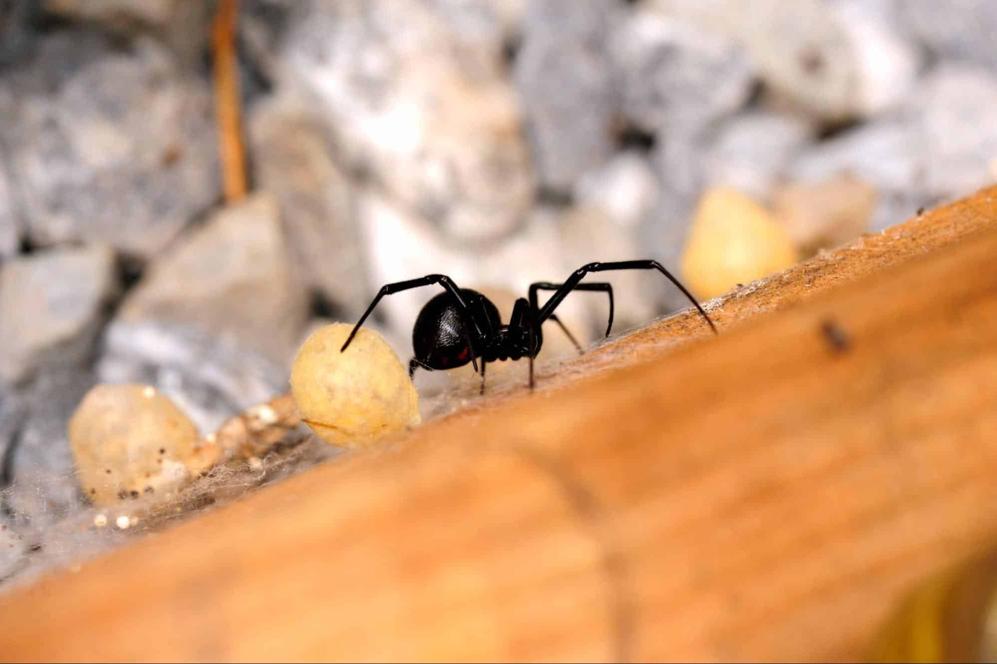 Venomous Spiders of the Desert: Identification and Safety in Arizona ...
