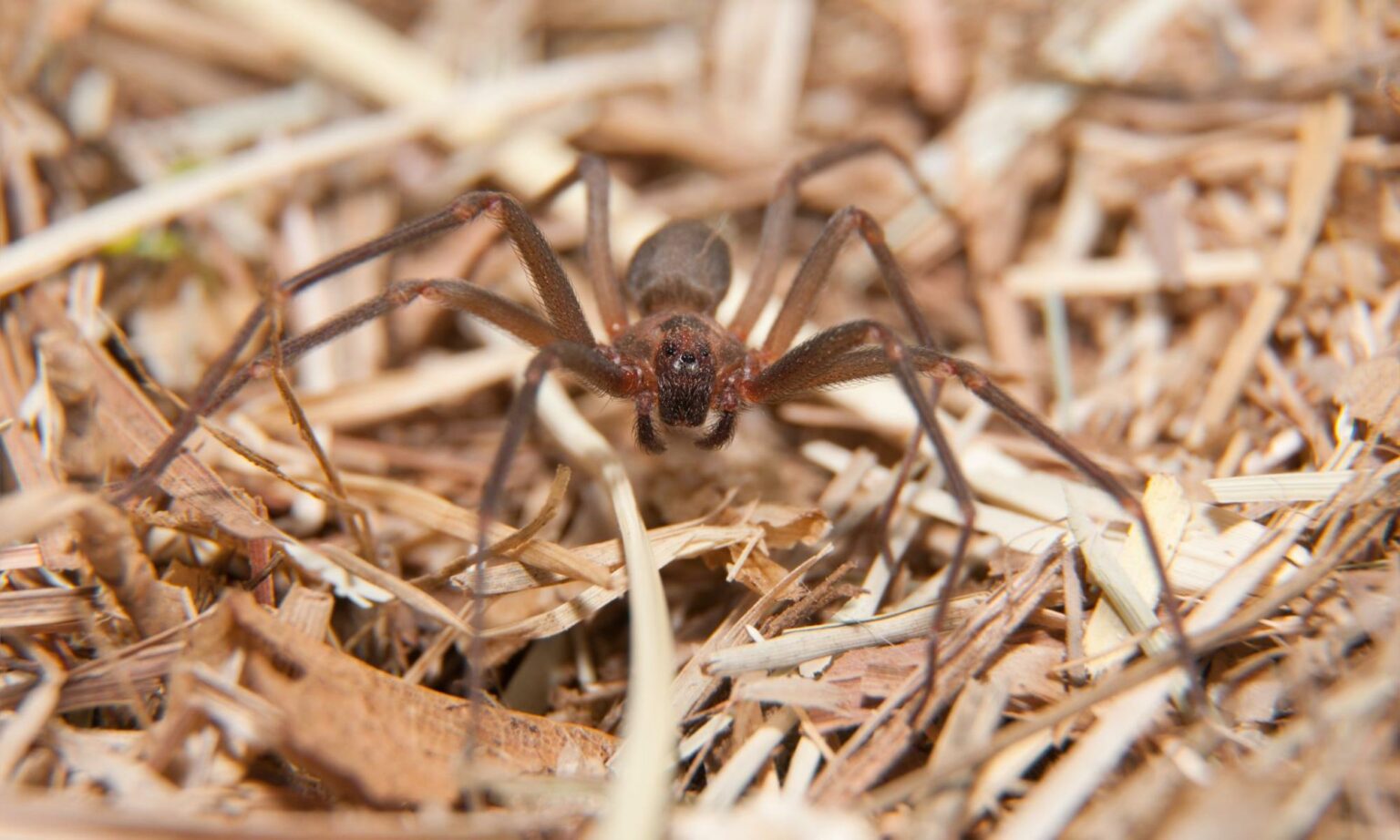 Venomous Spiders of the Desert: Identification and Safety in Arizona ...
