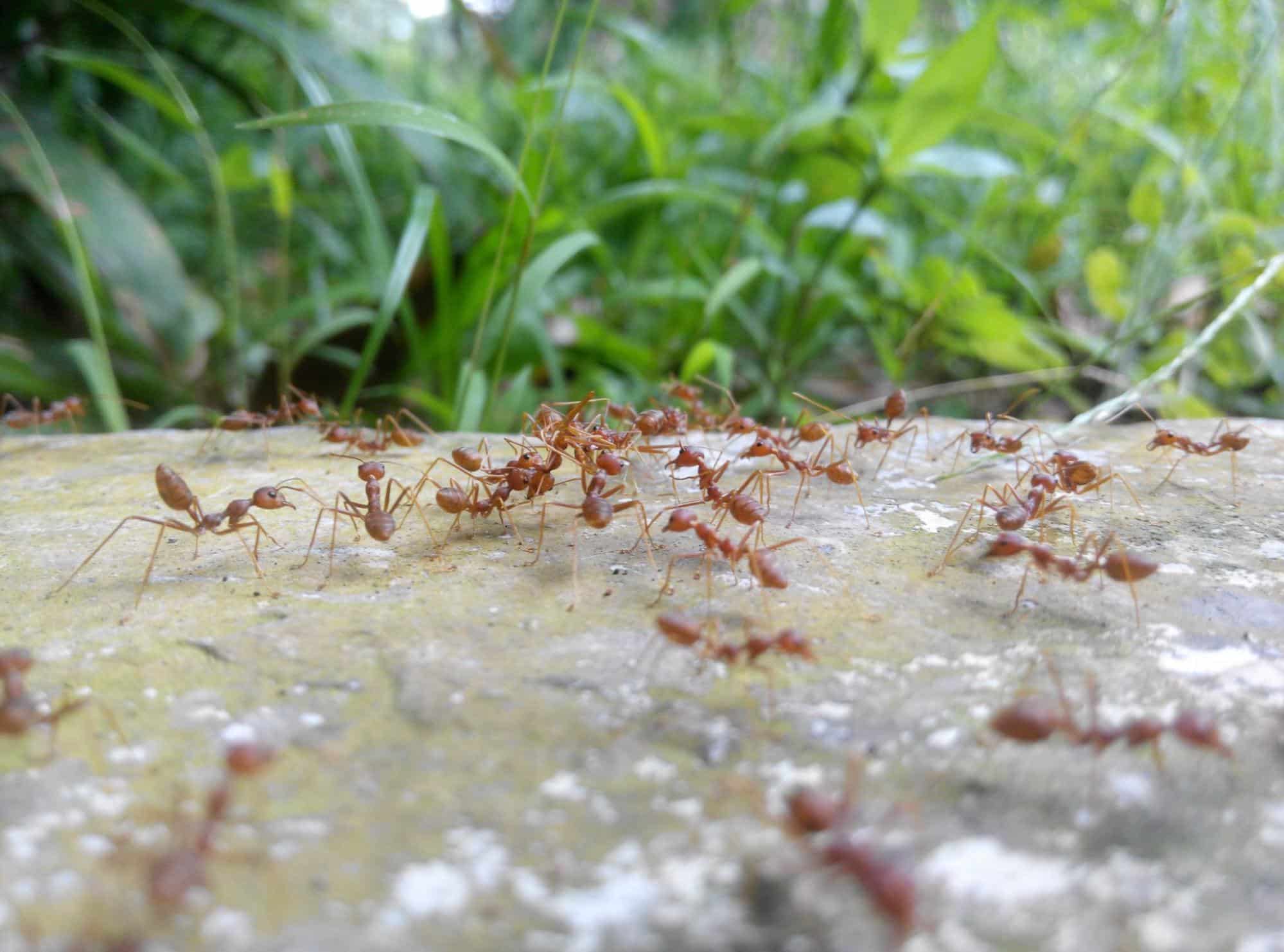 Winning the Battle Against Fire Ant Armies in Miami