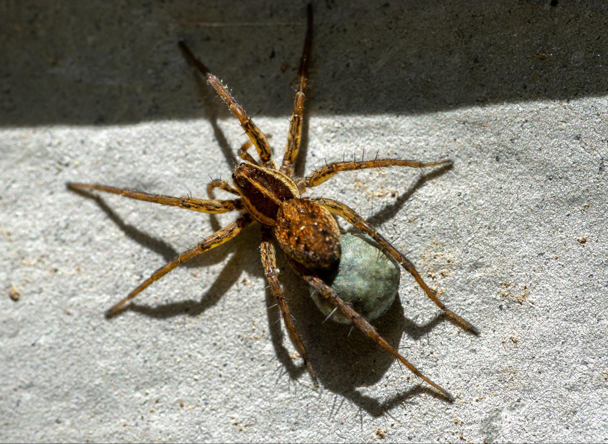 Web Weavers of the North: Meet Wisconsin’s Spiders