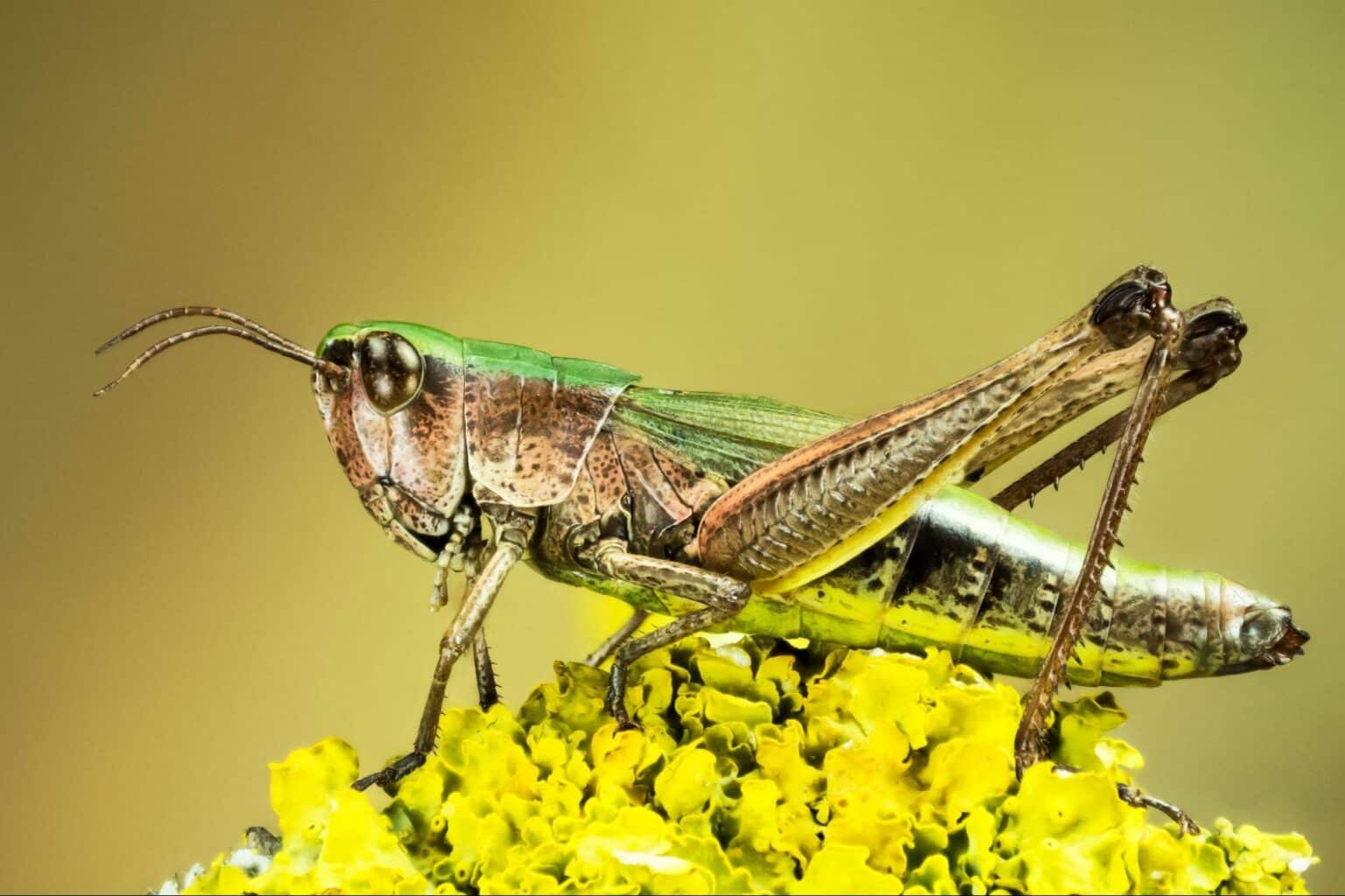 Bug vs. Insect: Key Differences and Characteristics