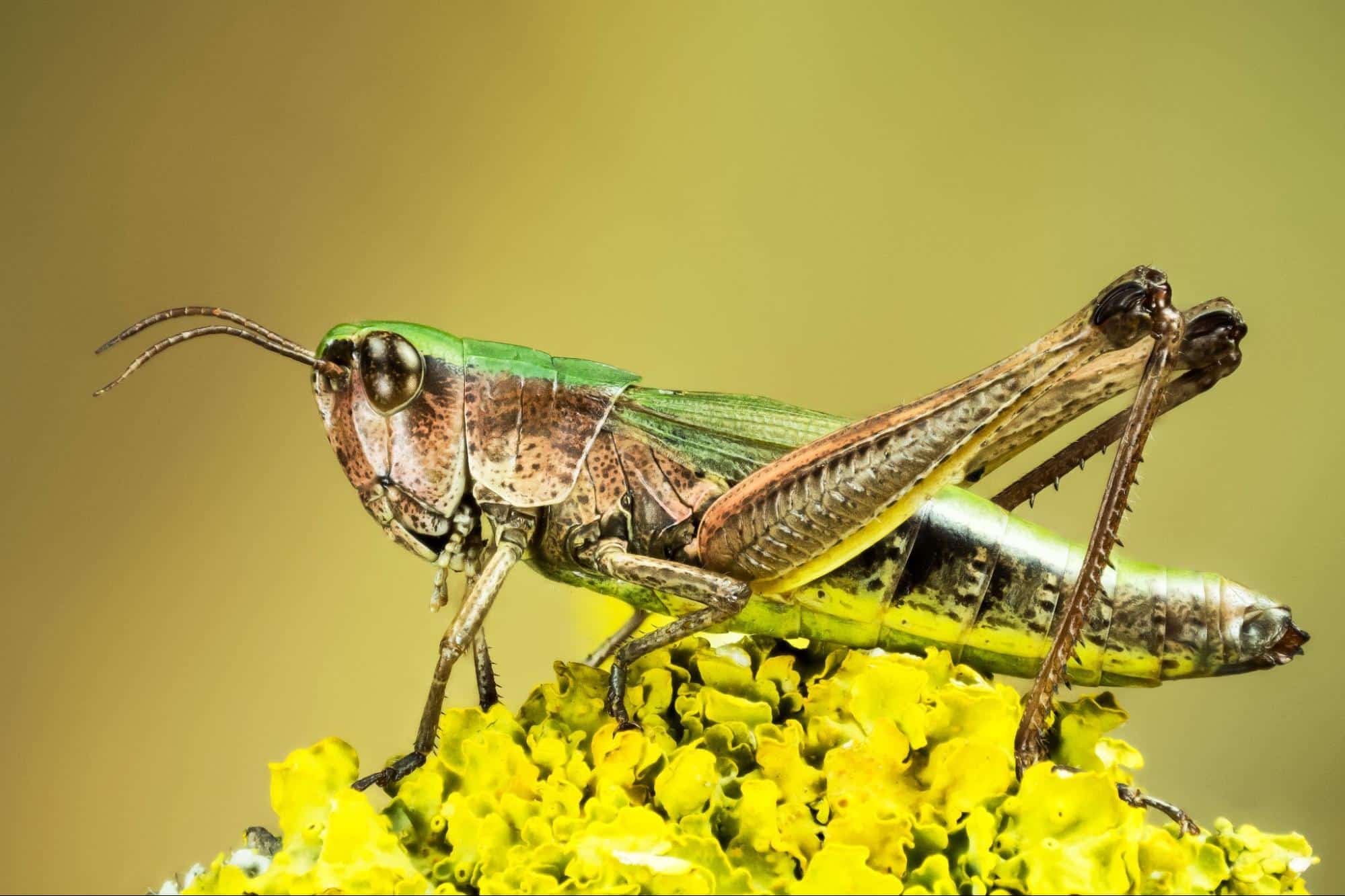 Bug vs. Insect: Key Differences and Characteristics