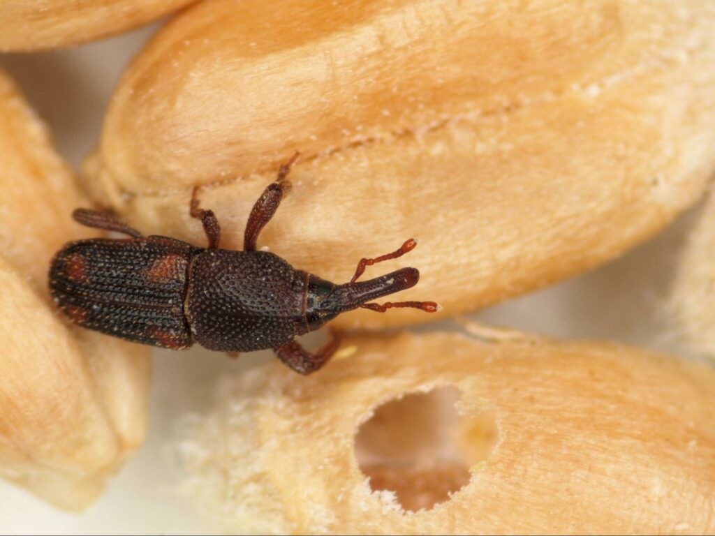How to Get Rid of Weevils: Effective Tips and Solutions