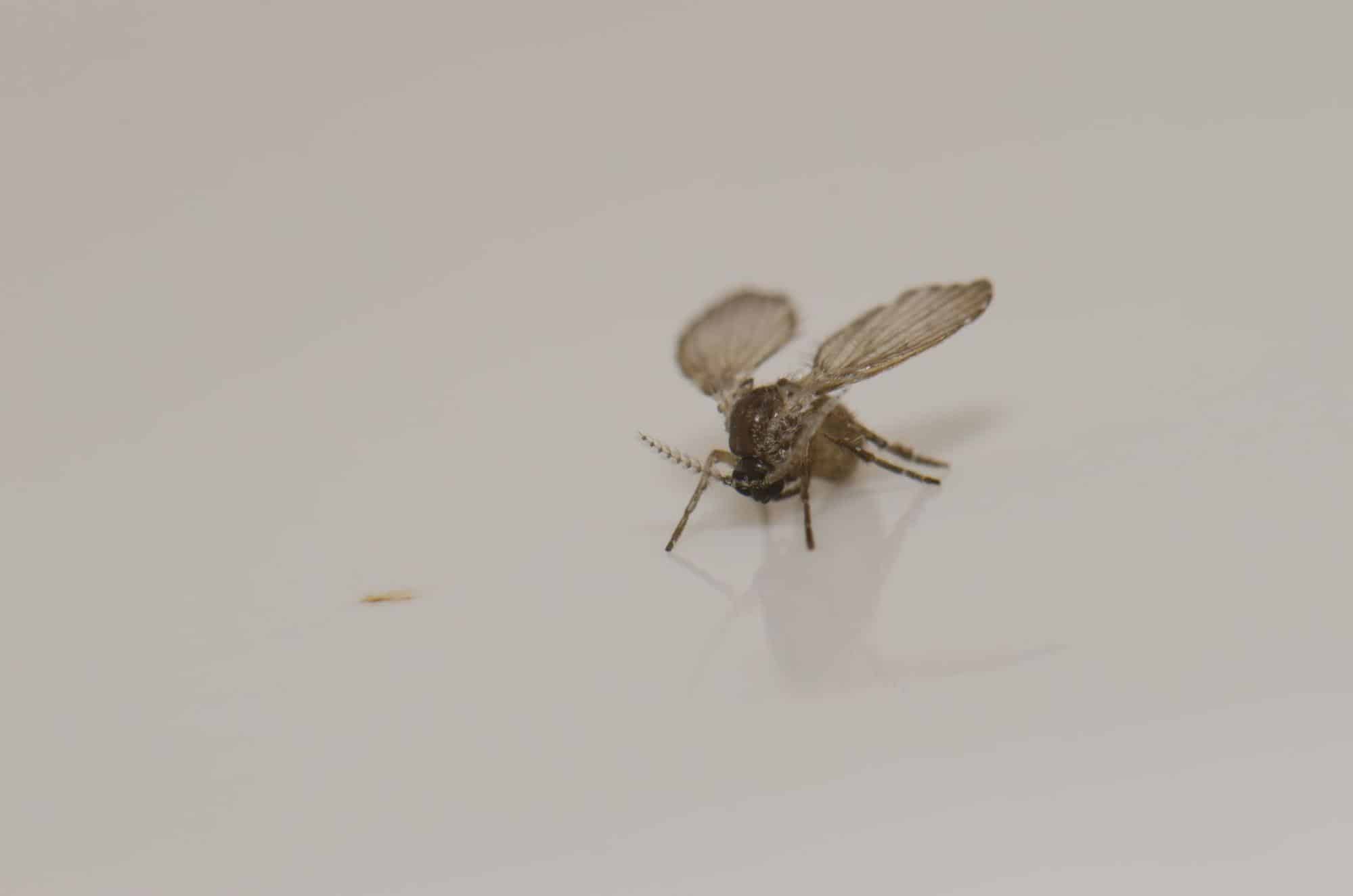 Drain Flies 101: Identification, Prevention, and Elimination
