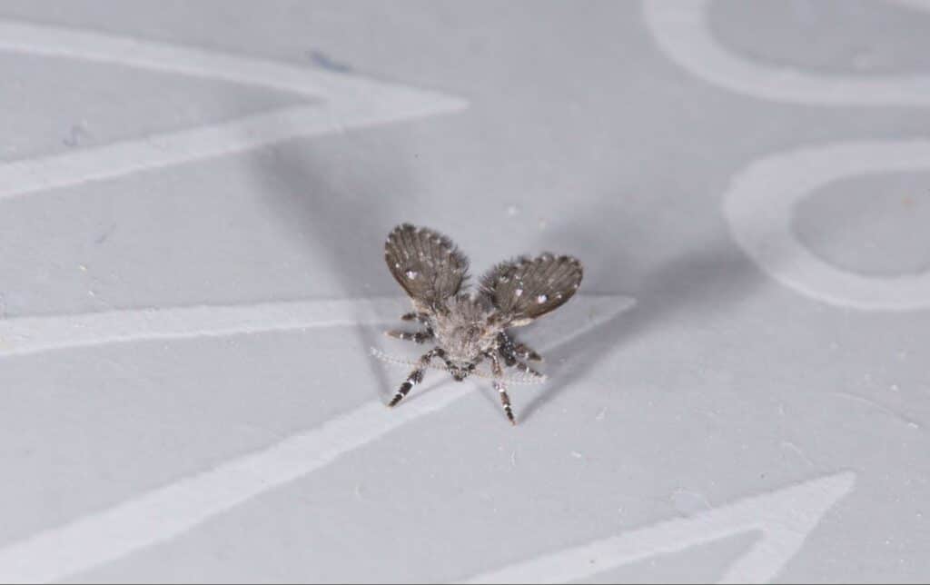 Drain Flies 101: Identification, Prevention, and Elimination