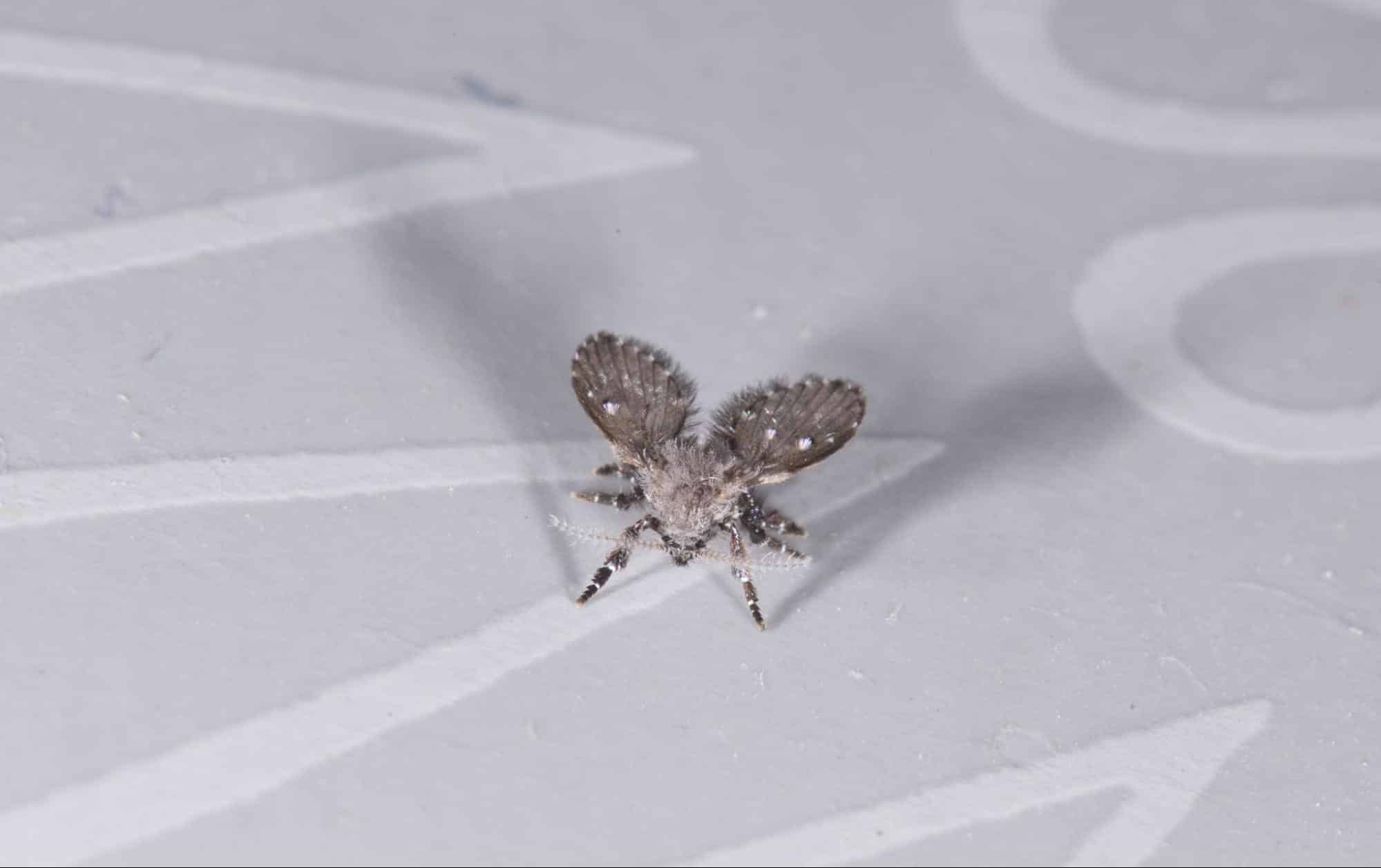 Drain Flies 101: Identification, Prevention, and Elimination