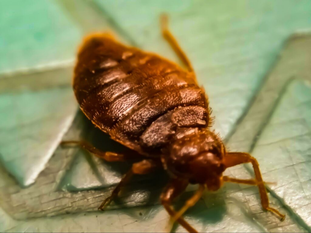 How to Identify Bed Bugs: A Comprehensive Guide