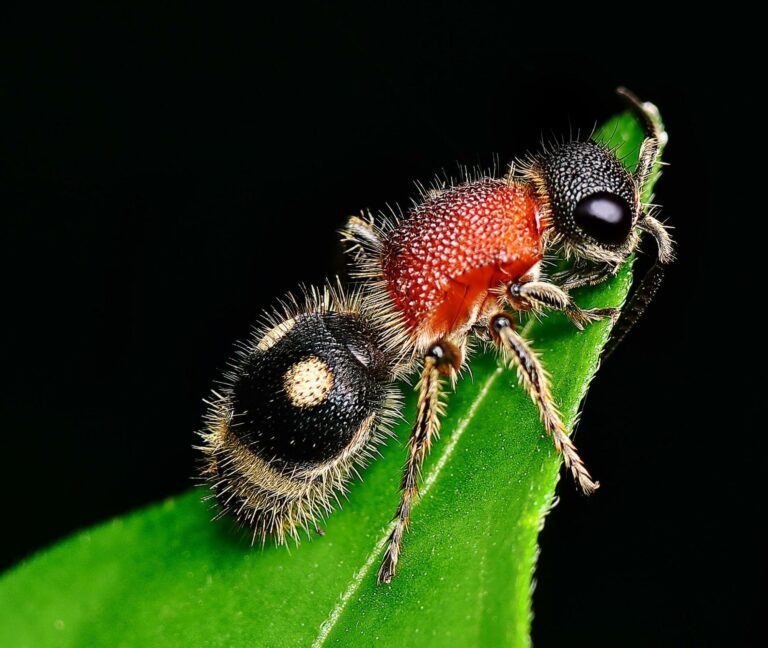 Cow Killer Ants: The Fierce and Fascinating Insects of the South - Hawx ...