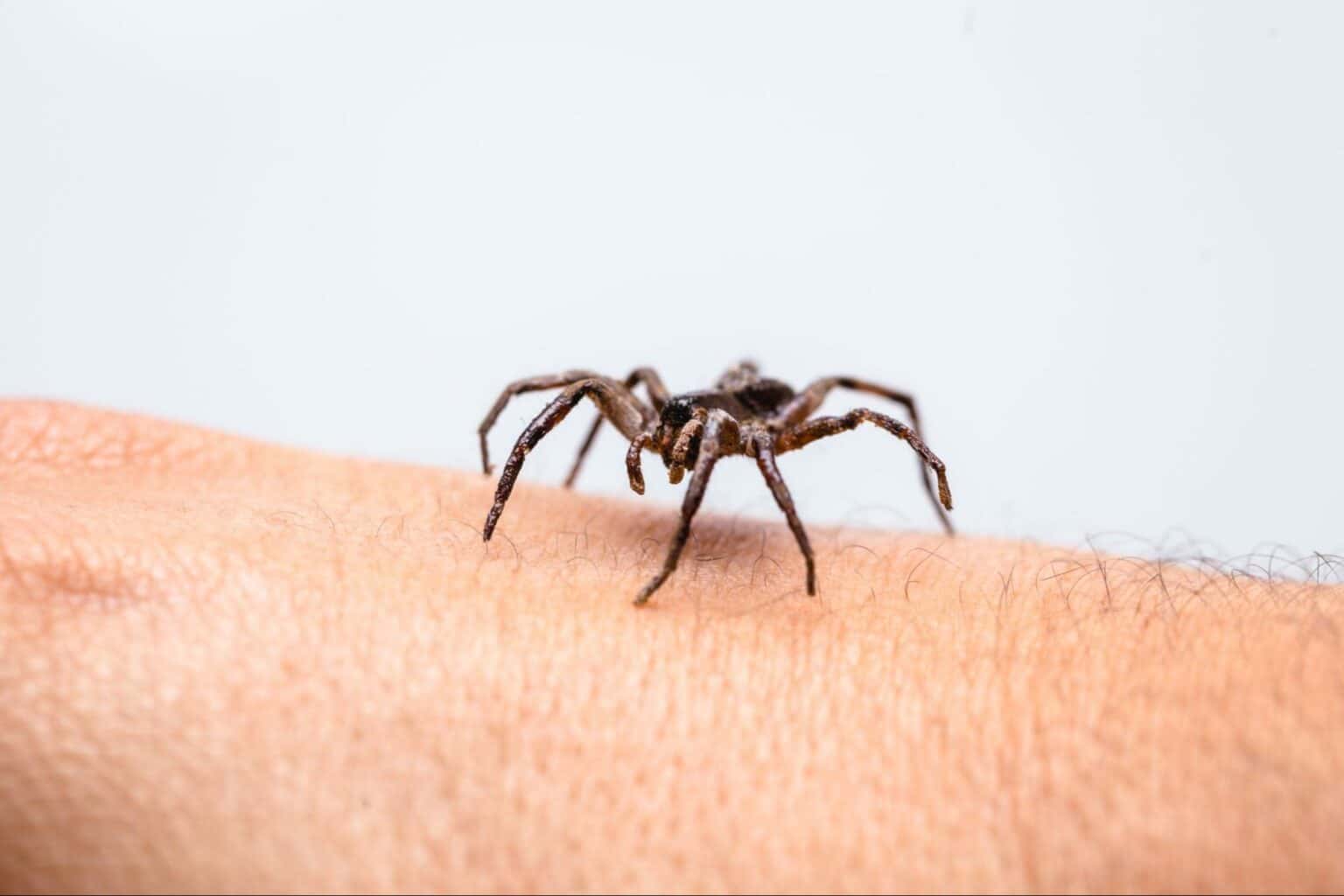 Spider Bite or Something Else? Identifying Spider Bites