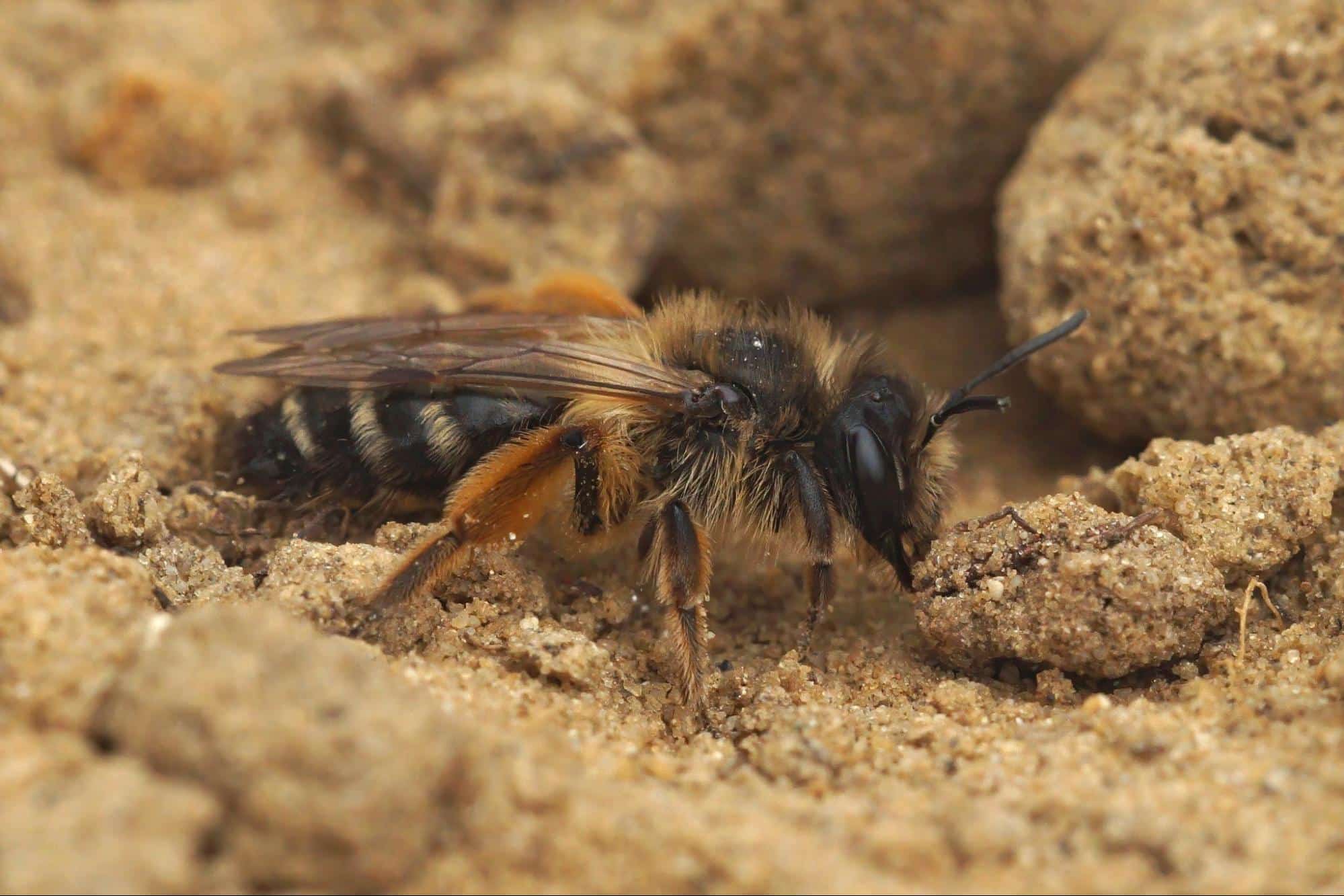 Exploring Ground Bees And Their Unique Behaviors