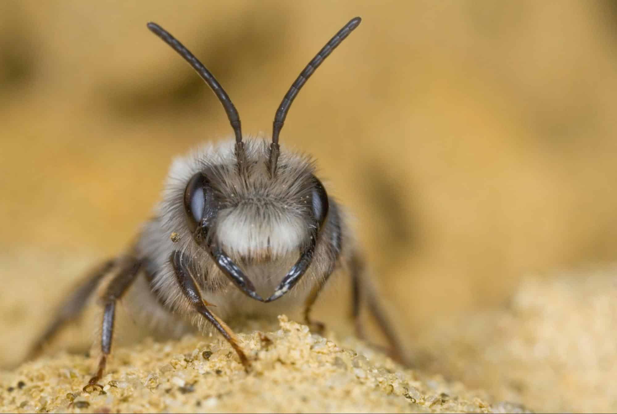 Exploring Ground Bees And Their Unique Behaviors