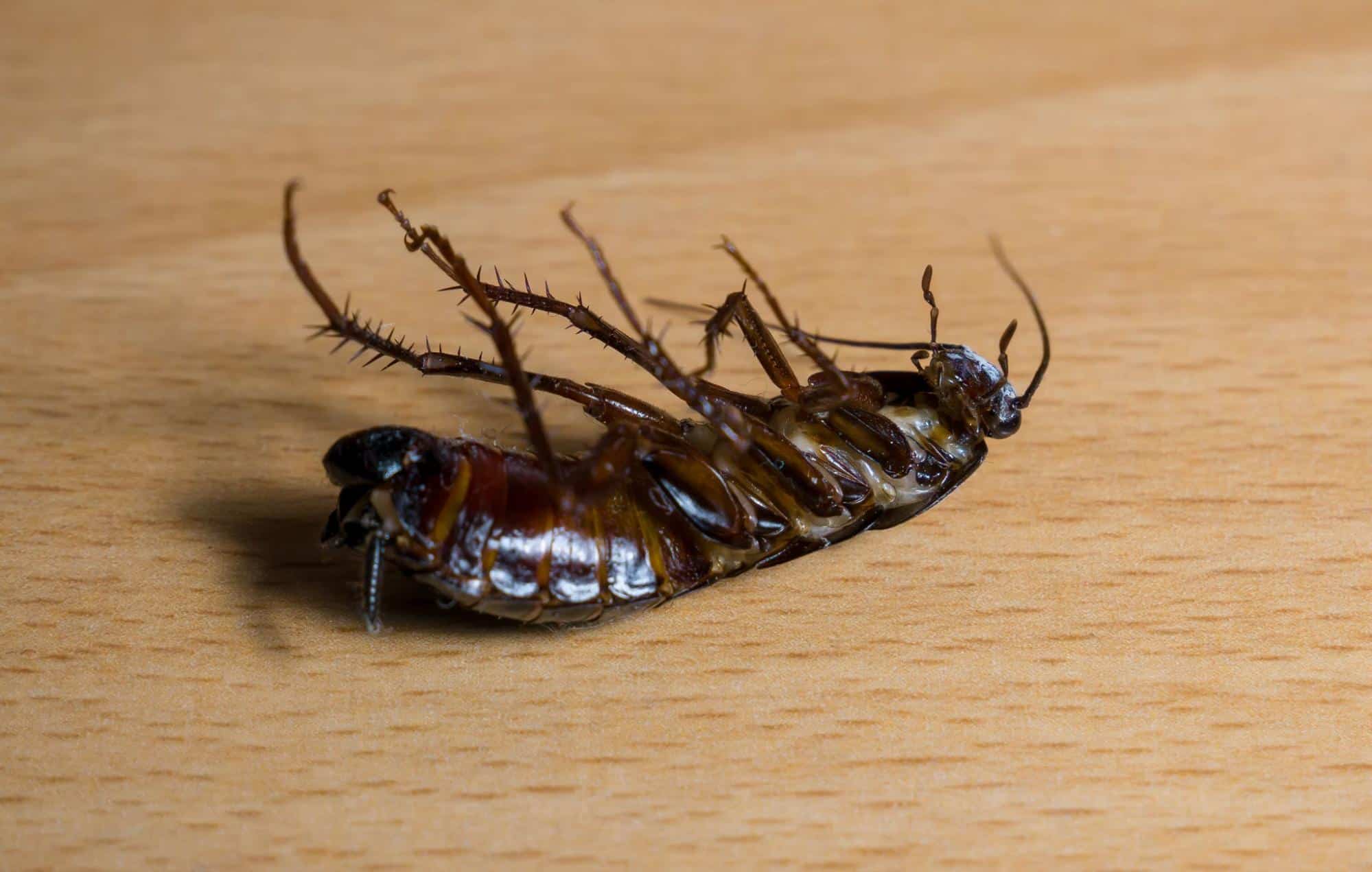 Roach Bombs: How They Work and When to Use Them