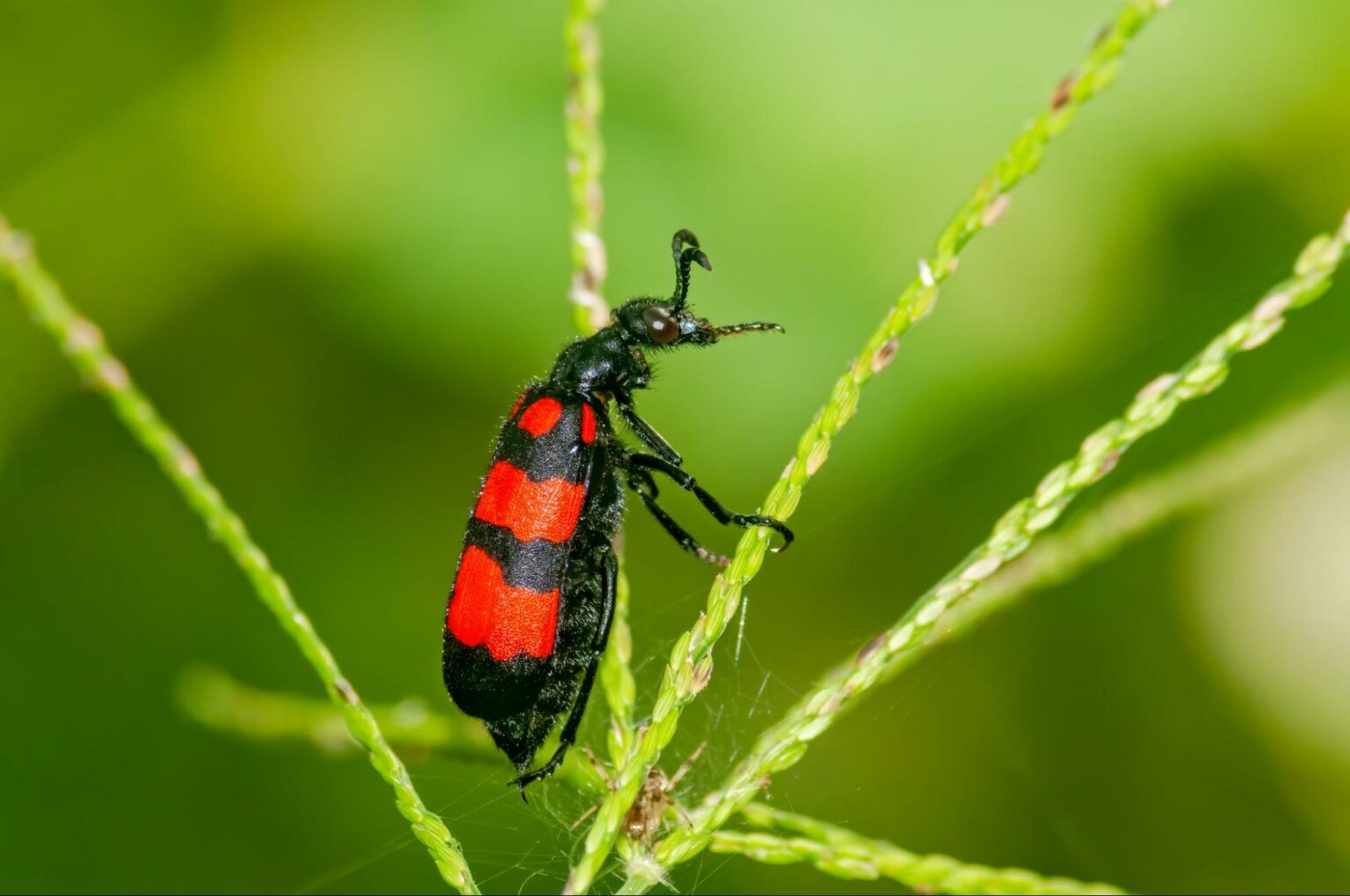 Recognizing and Preventing Blister Beetle Bites