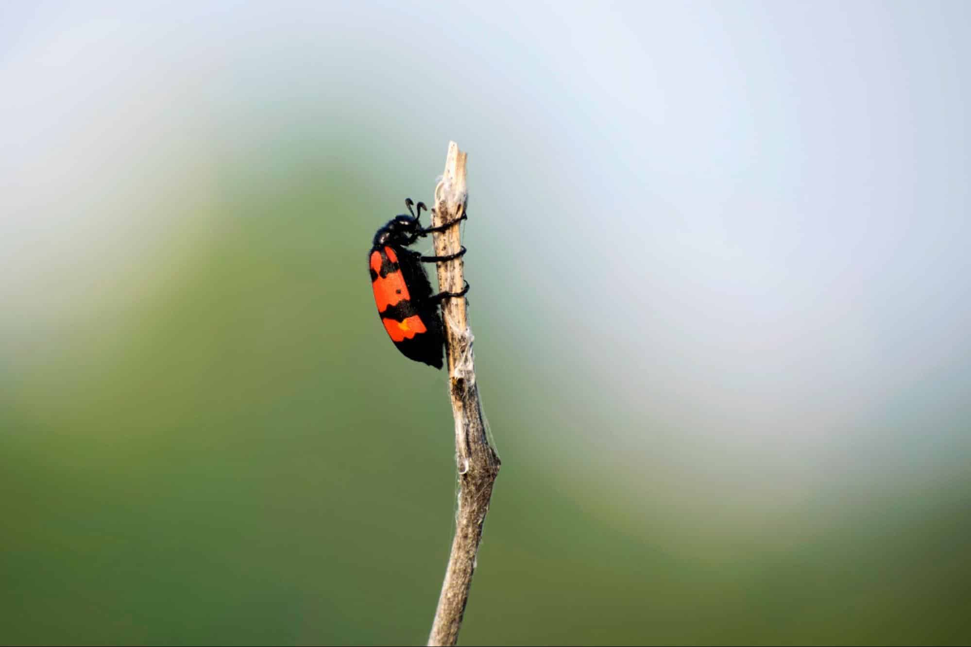Recognizing and Preventing Blister Beetle Bites