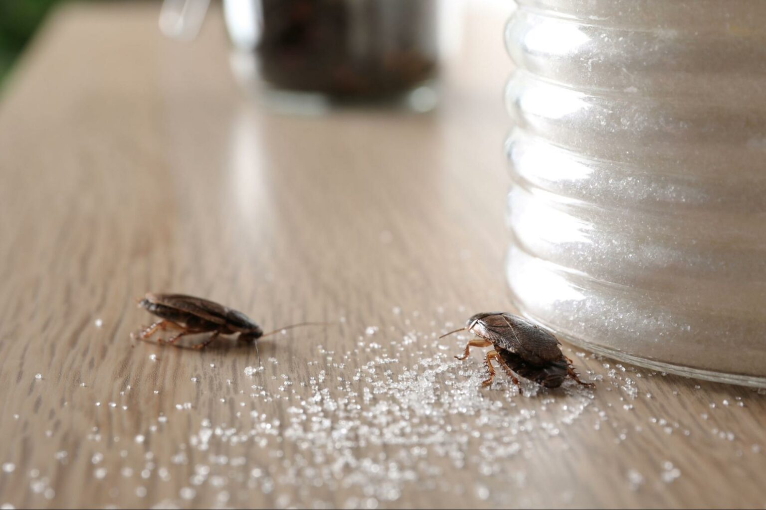 Do Cockroaches Bite? Myths vs. Facts Explained
