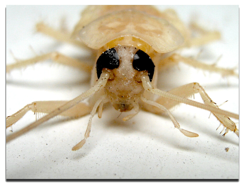 White Cockroaches: What You Need to Know