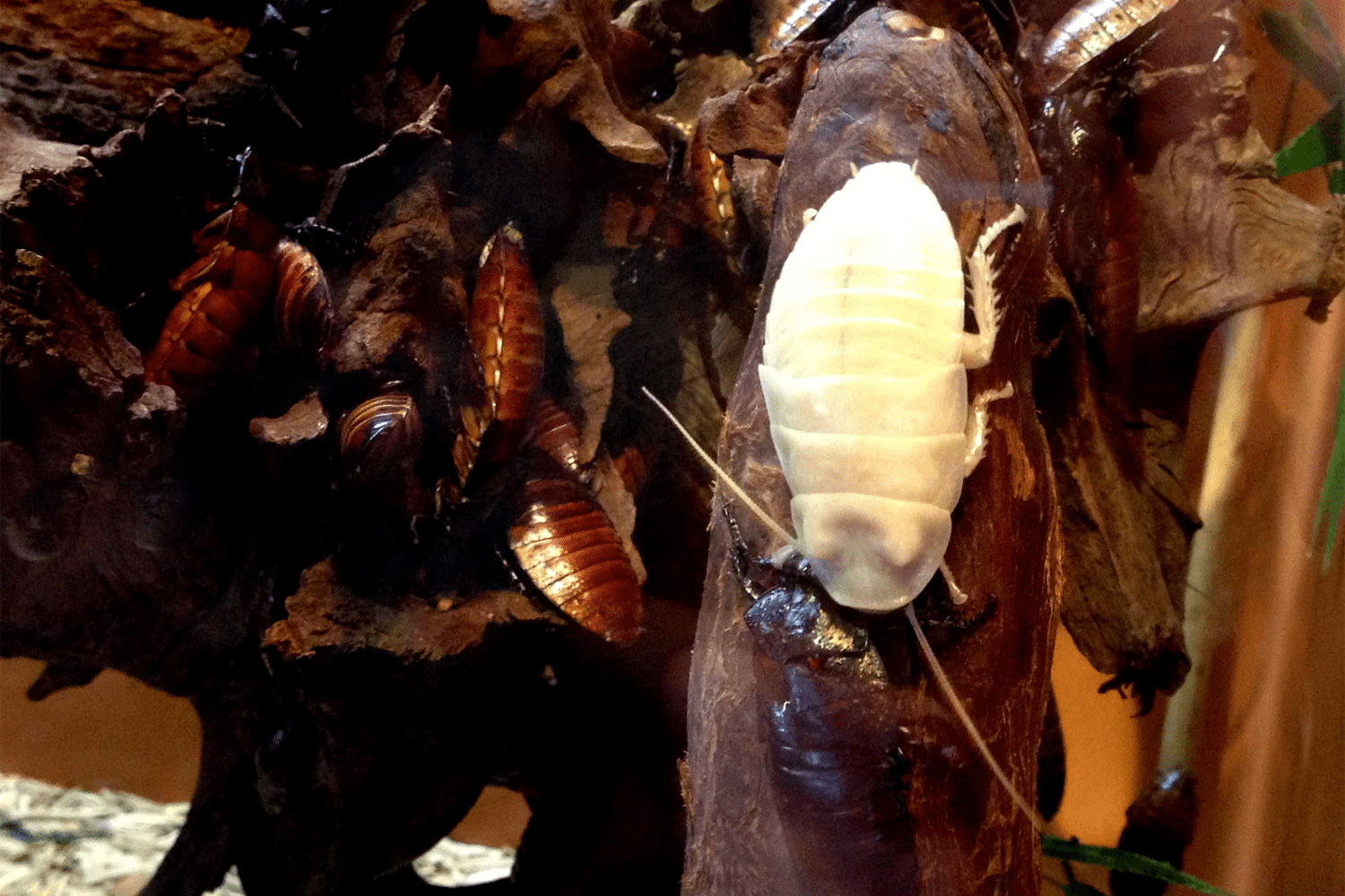 White Cockroaches: What You Need to Know