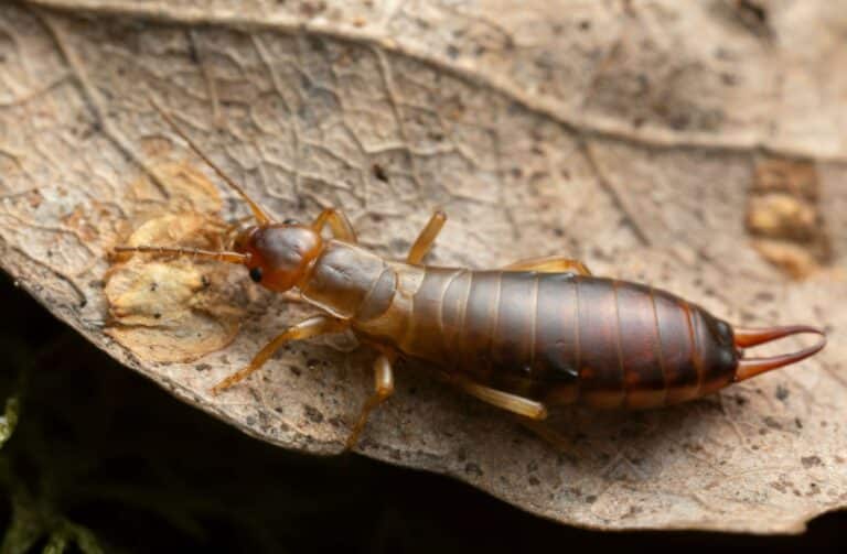 The Truth About Earwig Bites: What You Need to Know