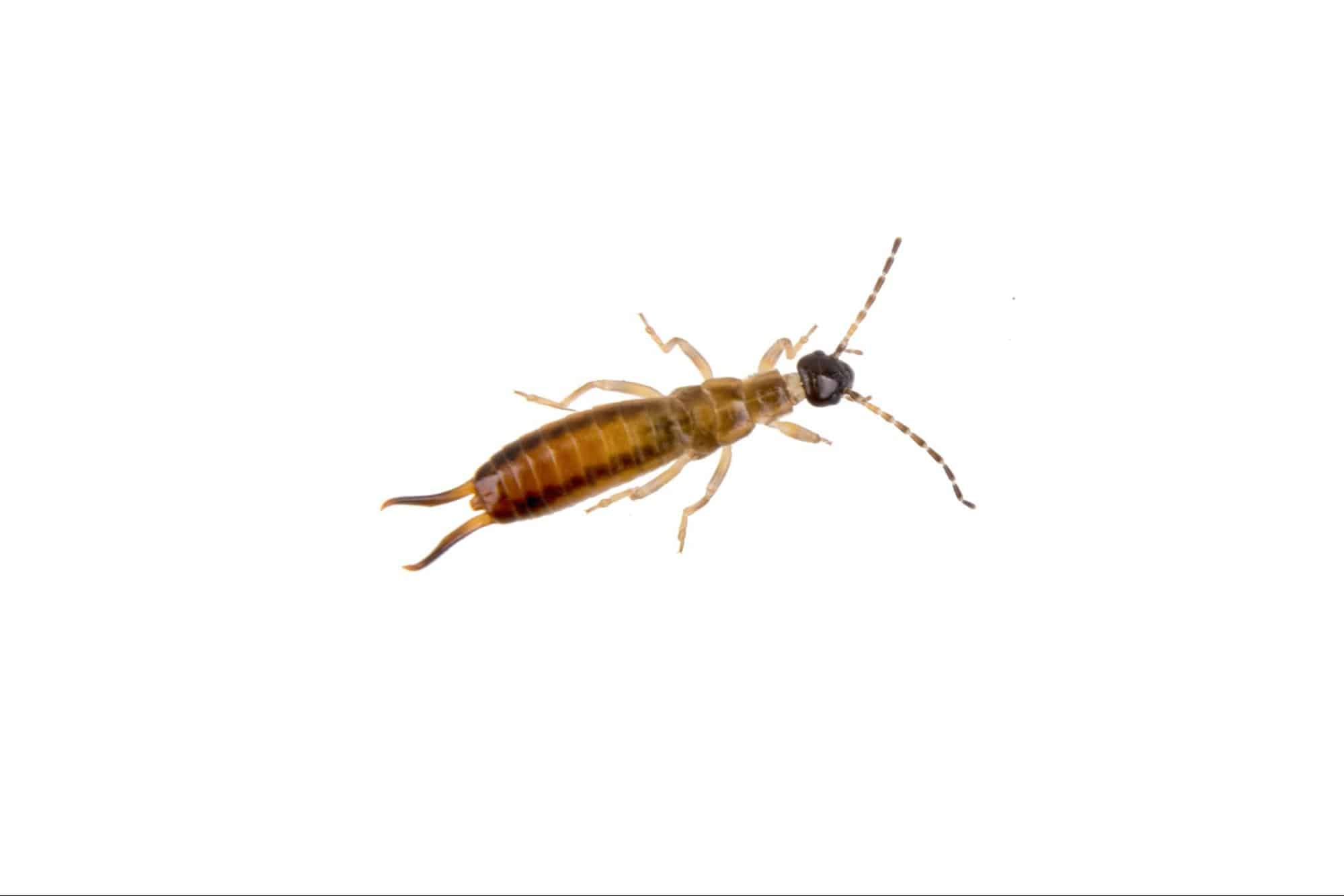 The Truth About Earwig Bites: What You Need to Know
