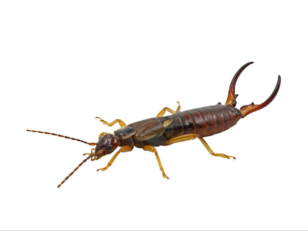 The Truth About Earwig Bites: What You Need to Know