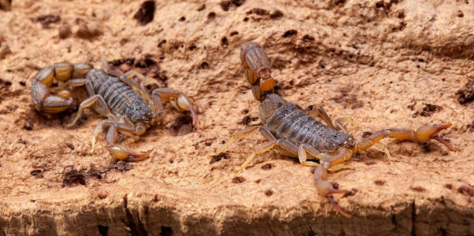 What Do Scorpions Eat? Should You Be Concerned?