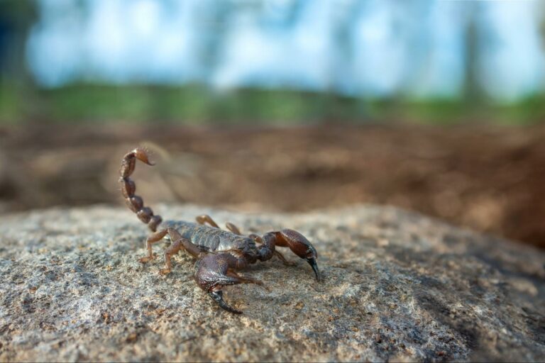 What Do Scorpions Eat? Should You Be Concerned?
