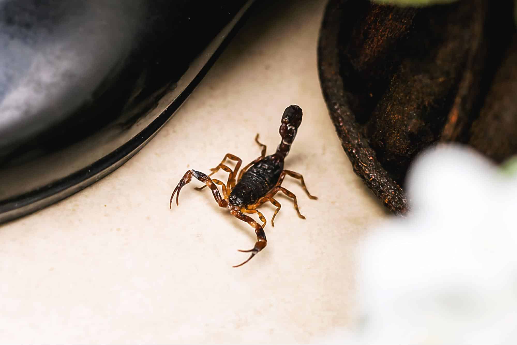What Do Scorpions Eat? Should You Be Concerned?