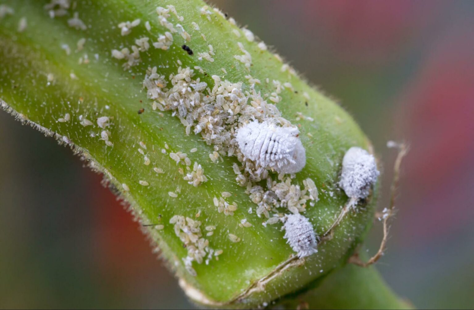 White Mites on Plants: What Homeowners Need to Know