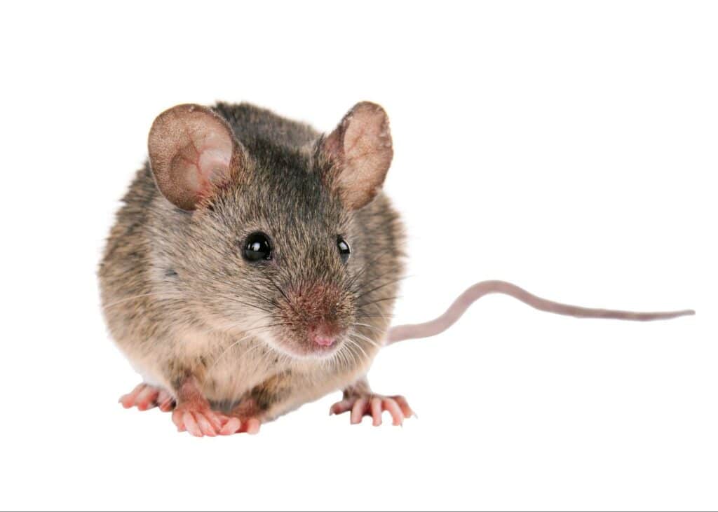 Vole vs. Mouse: How to Tell Them Apart in Your Yard