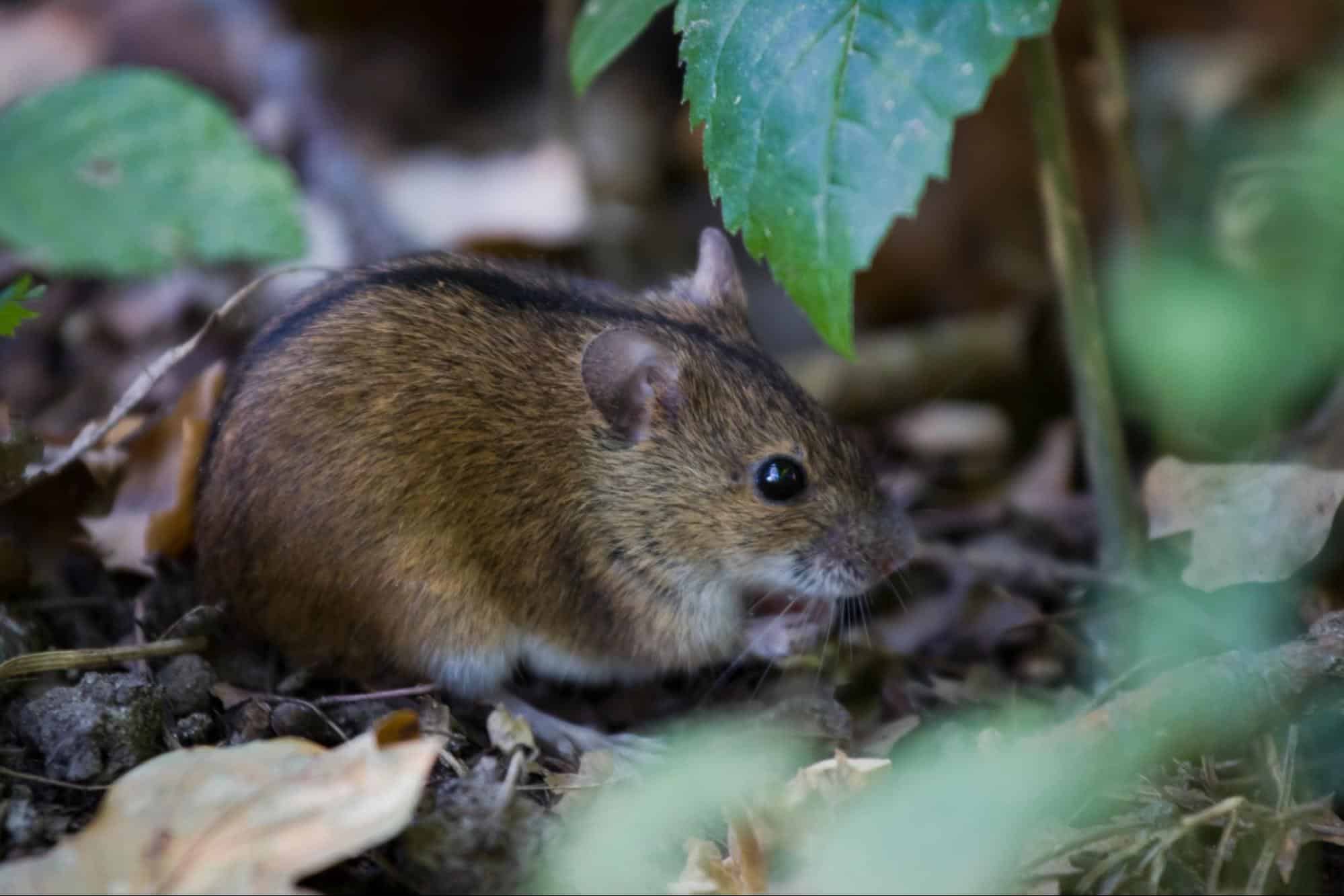 Vole vs. Mouse: How to Tell Them Apart in Your Yard