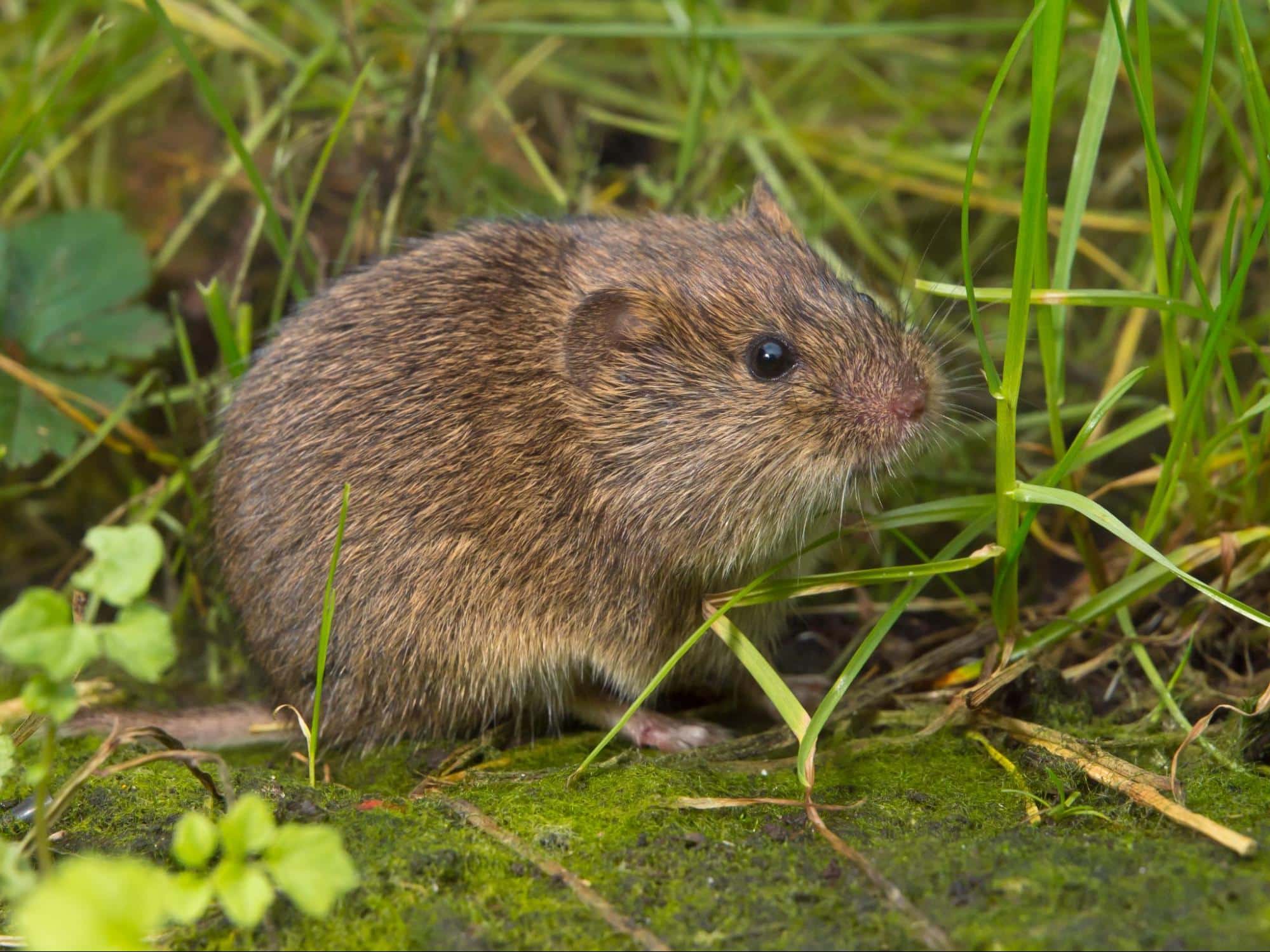 Vole vs. Mouse: How to Tell Them Apart in Your Yard
