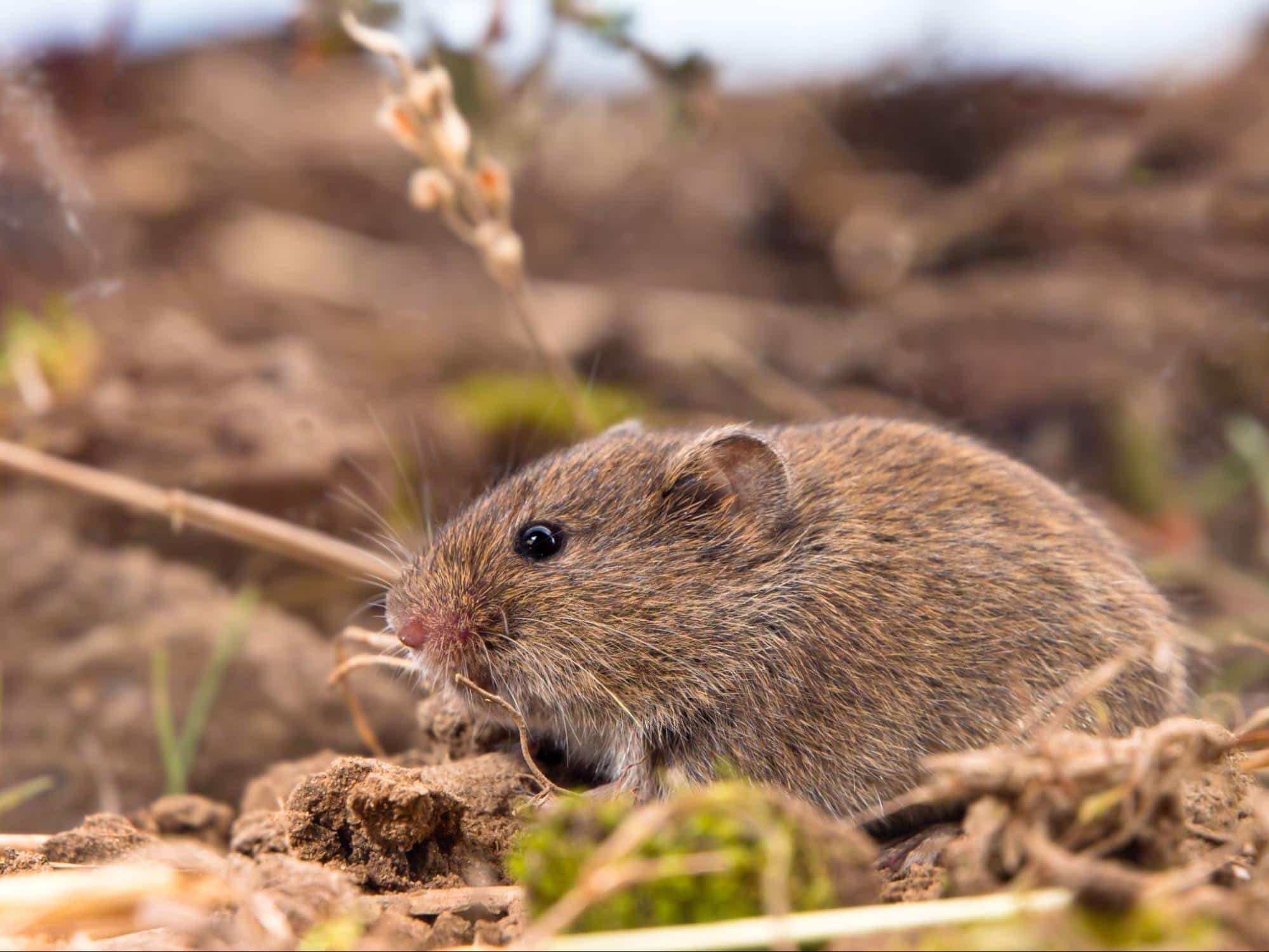 Vole vs. Mouse: How to Tell Them Apart in Your Yard