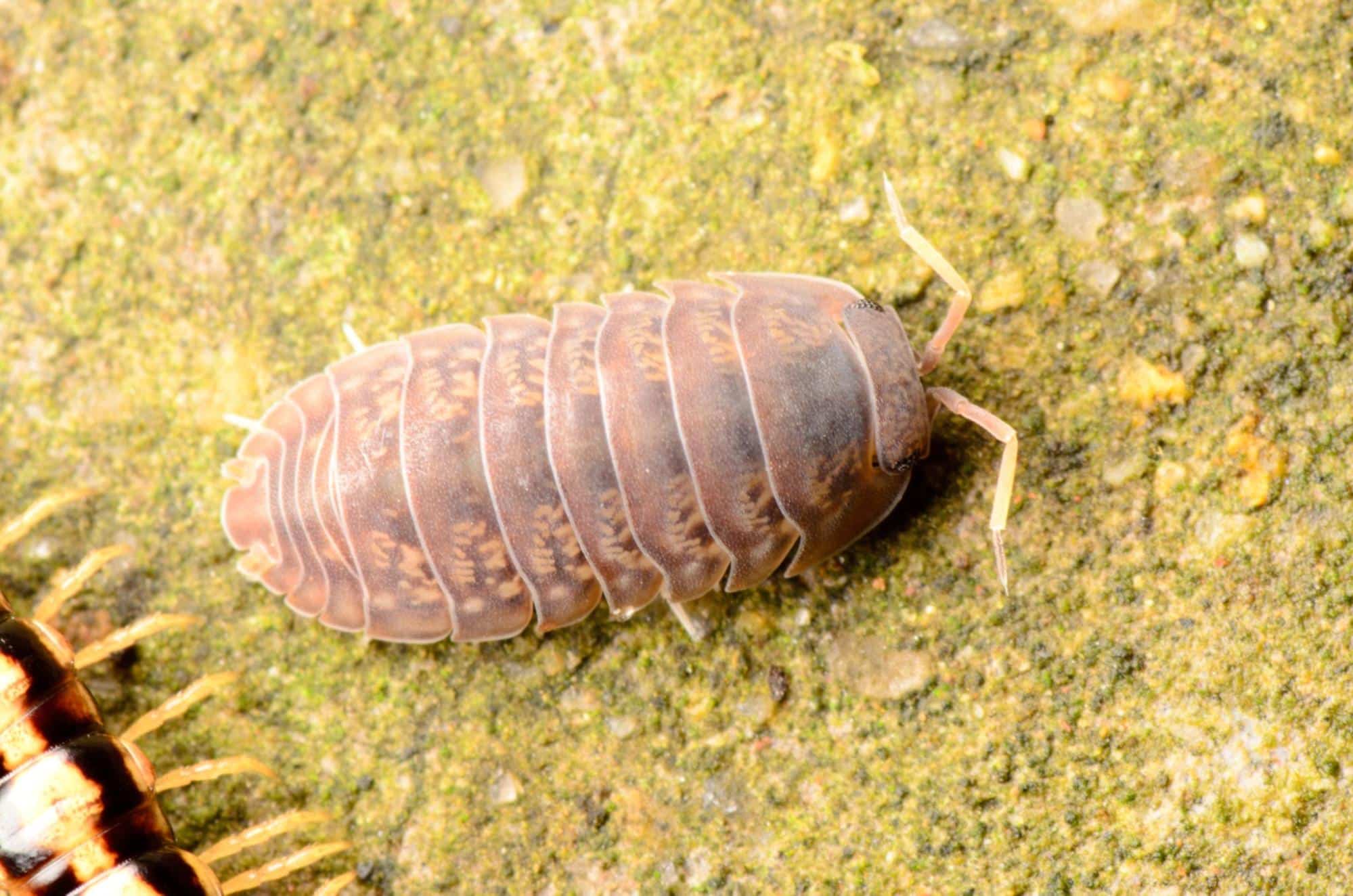 Spot the Difference: 10 Bugs Commonly Confused with Bed Bugs