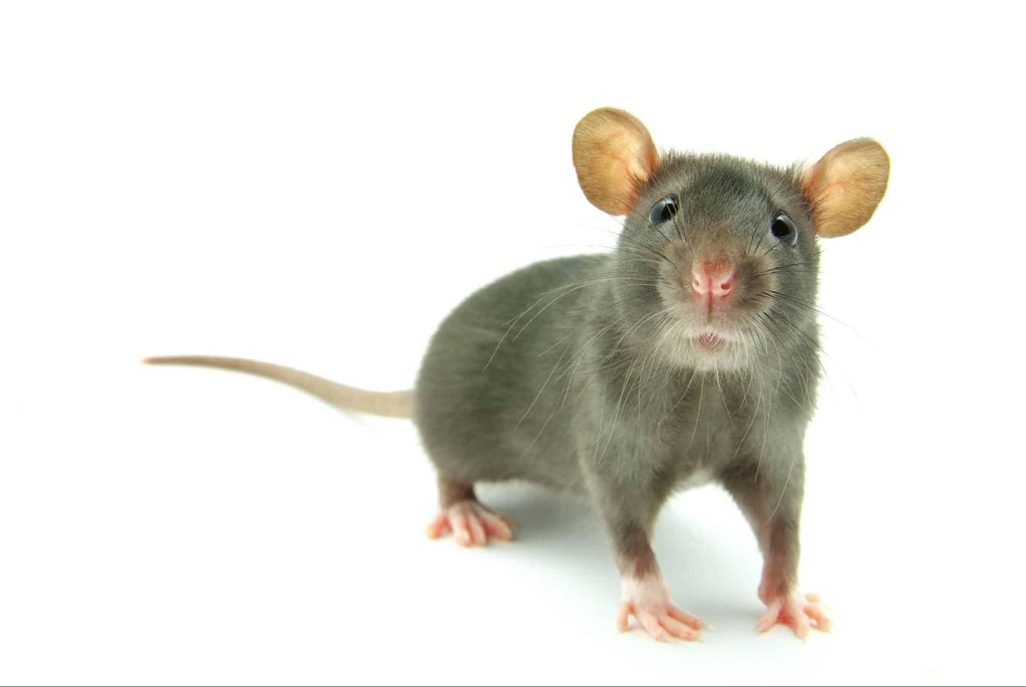 Understanding the Differences: Mouse vs. Rat - Hawx Pest Control