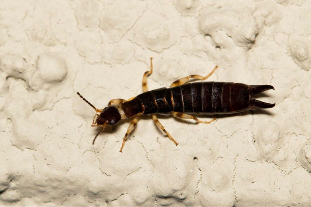 Earwig Diet: What Do These Pests Eat?