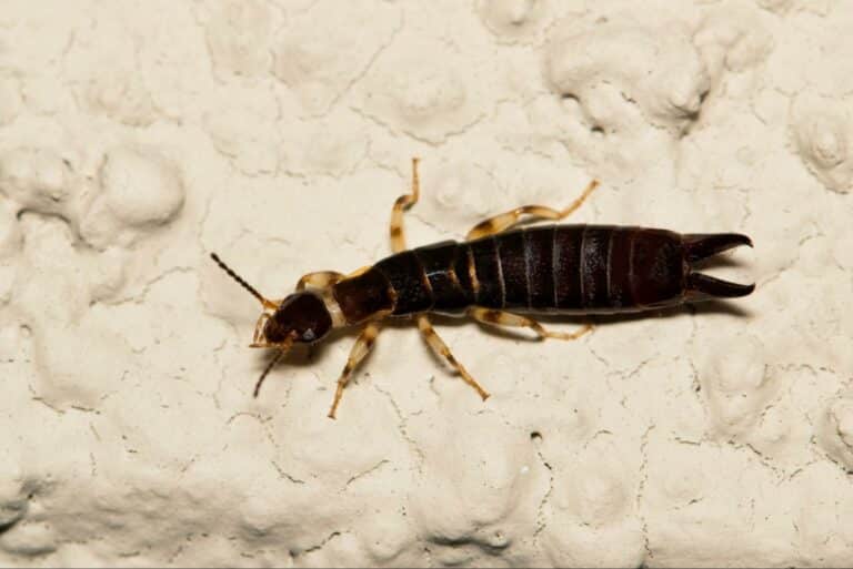 Earwig Diet: What Do These Pests Eat?