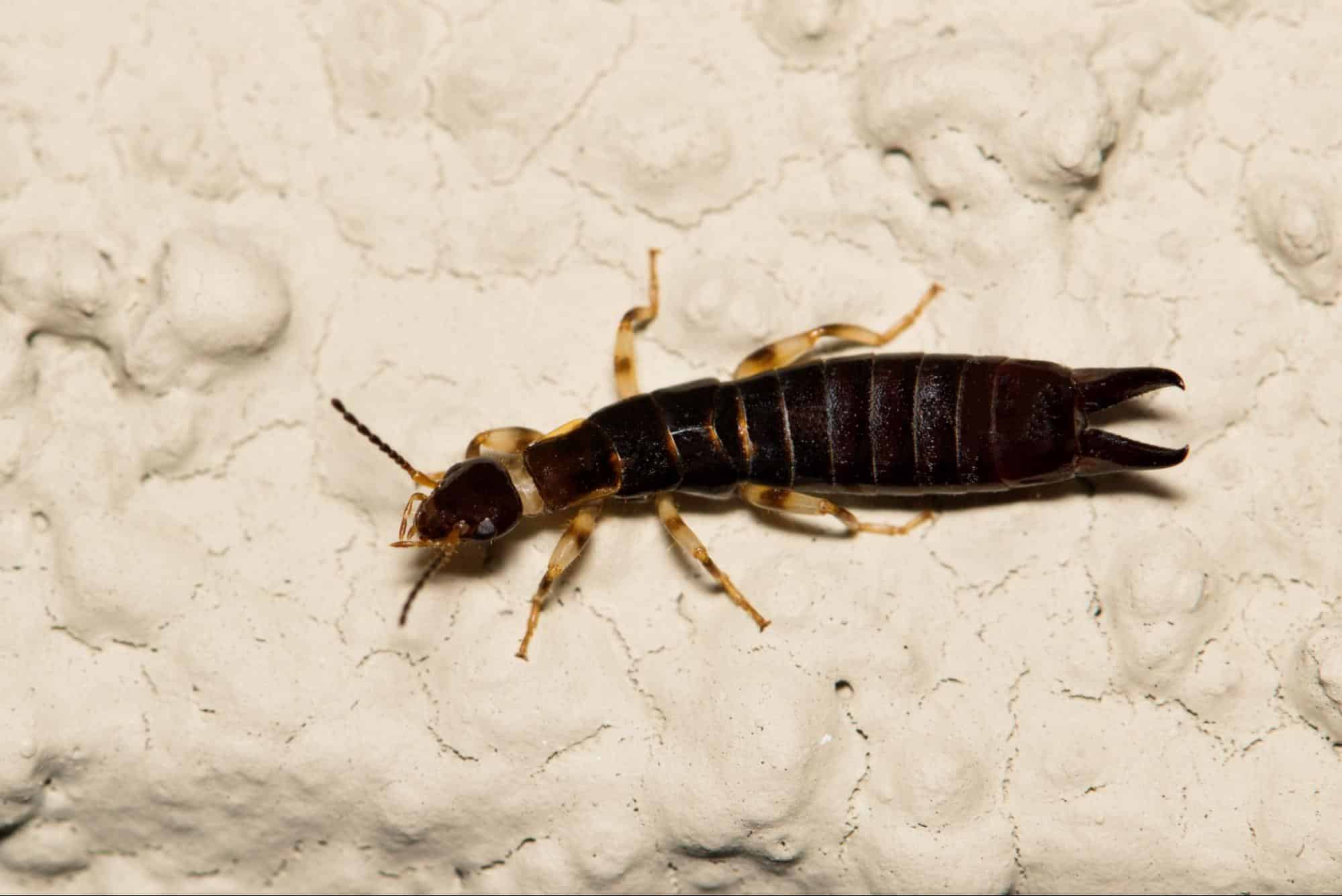 Earwig Diet: What Do These Pests Eat?