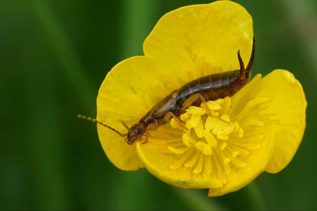 Earwig Diet: What Do These Pests Eat?