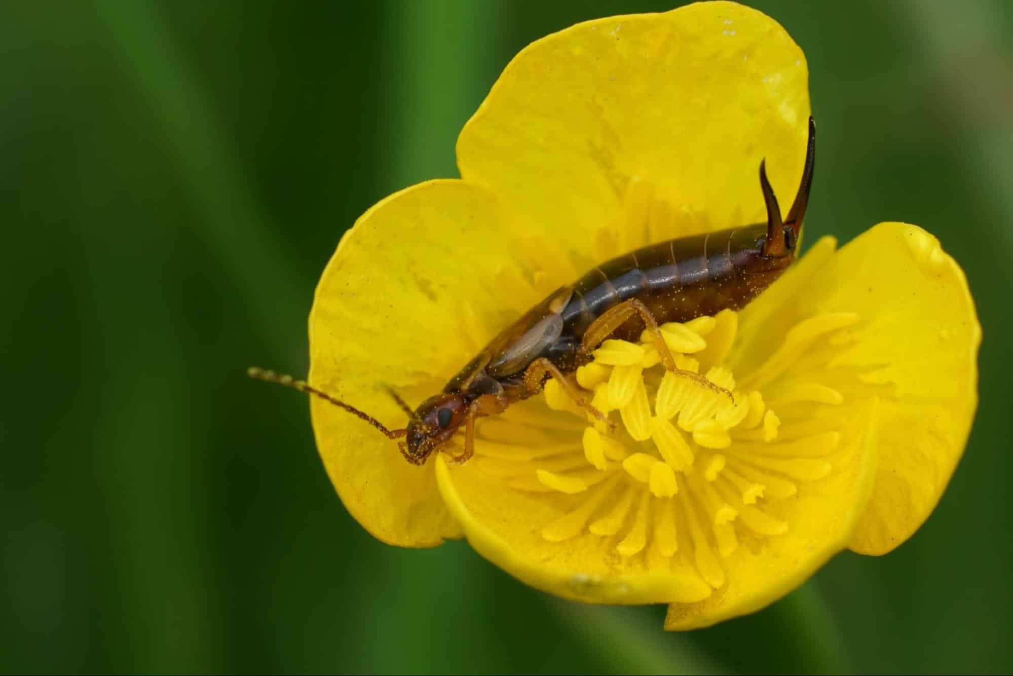 Earwig Diet: What Do These Pests Eat?