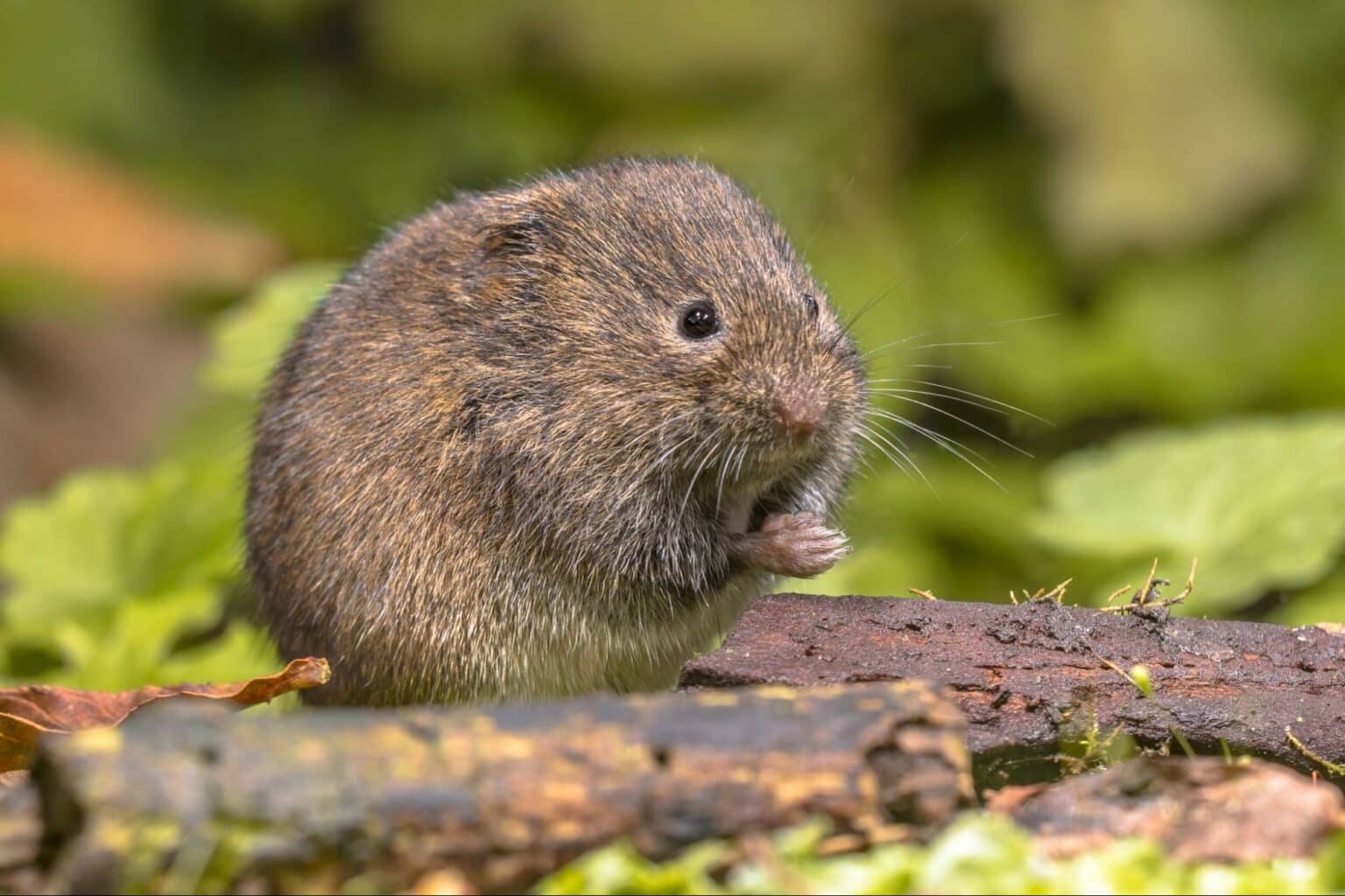 Vole Traps Explained: How to Use Them Effectively