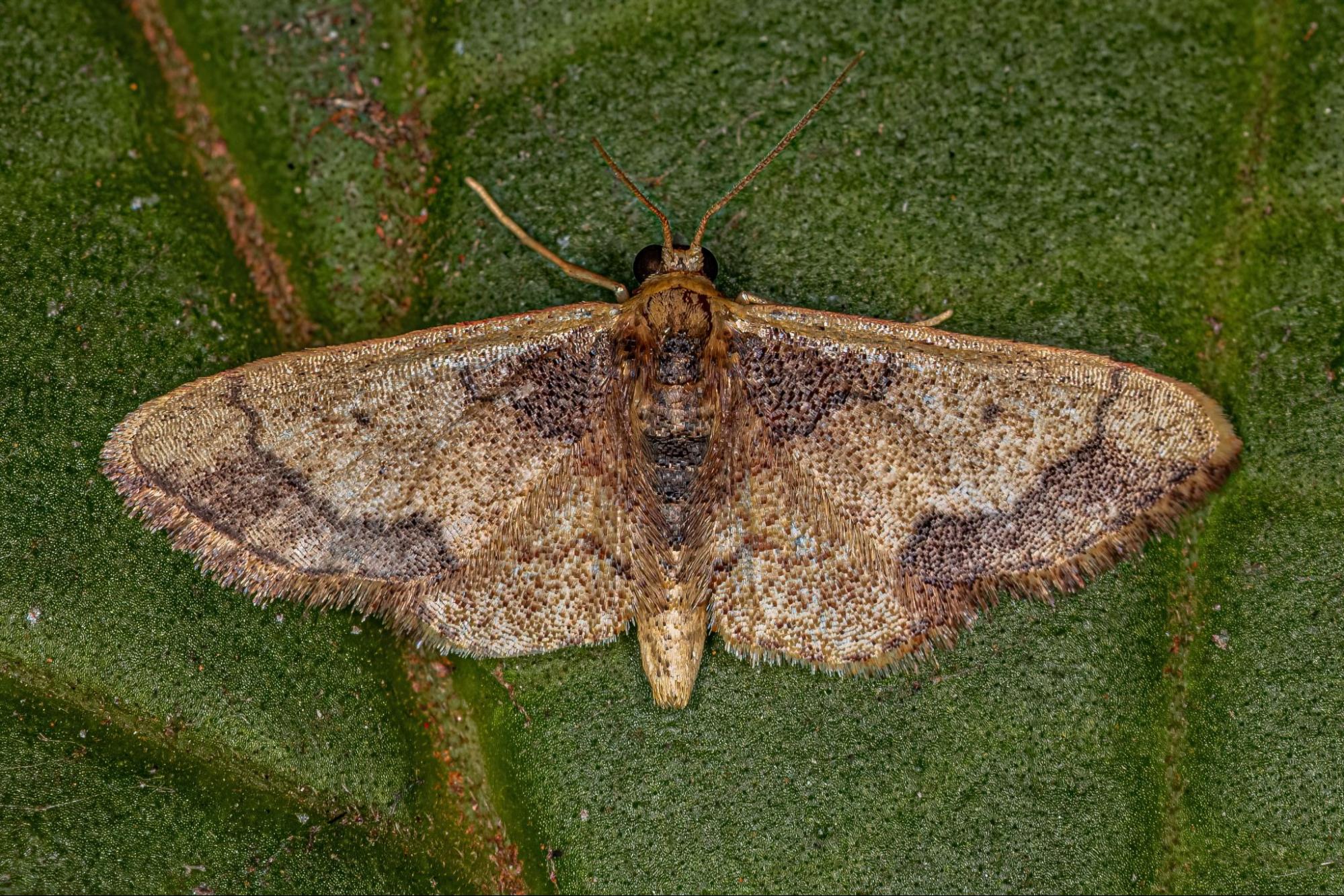 Understanding What Moths Eat: A Look at Their Diet