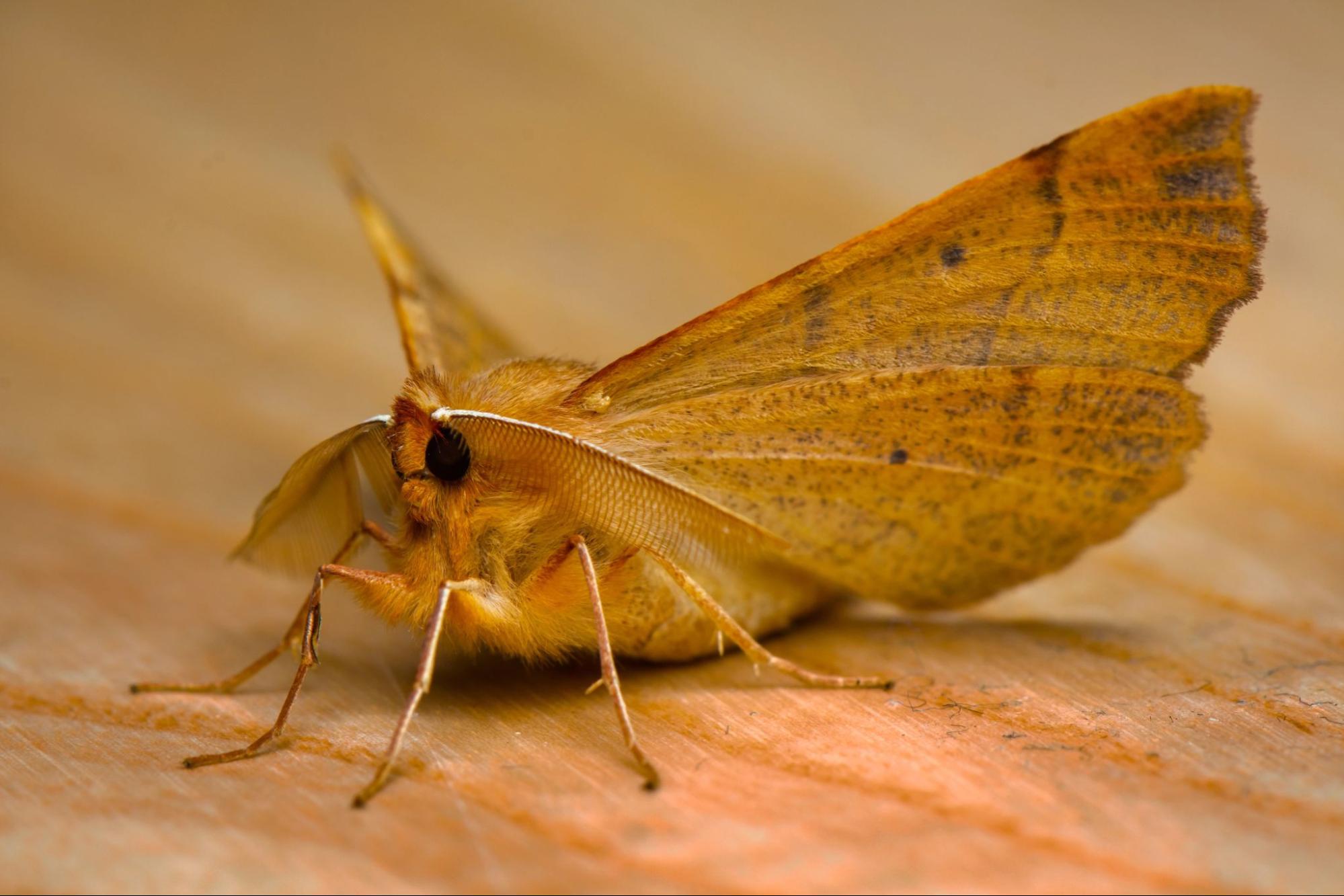 Understanding What Moths Eat: A Look at Their Diet
