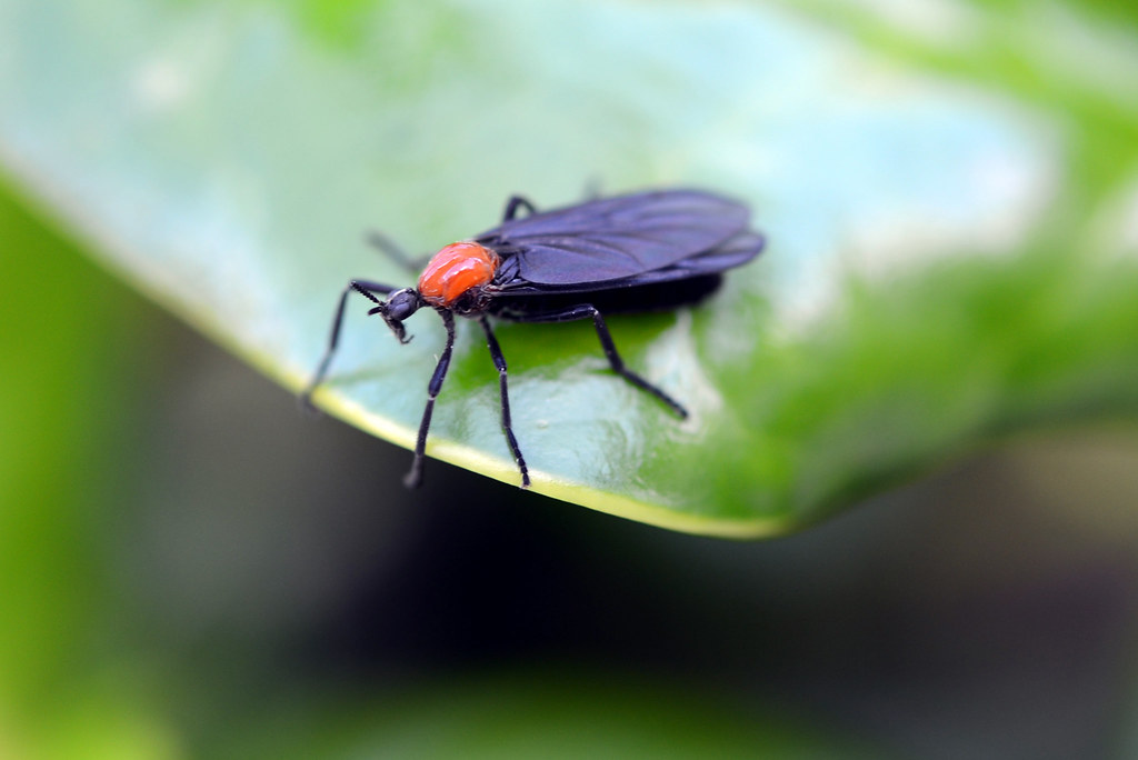 Love Bugs Explained: Tips to Prevent These Pesky Pests