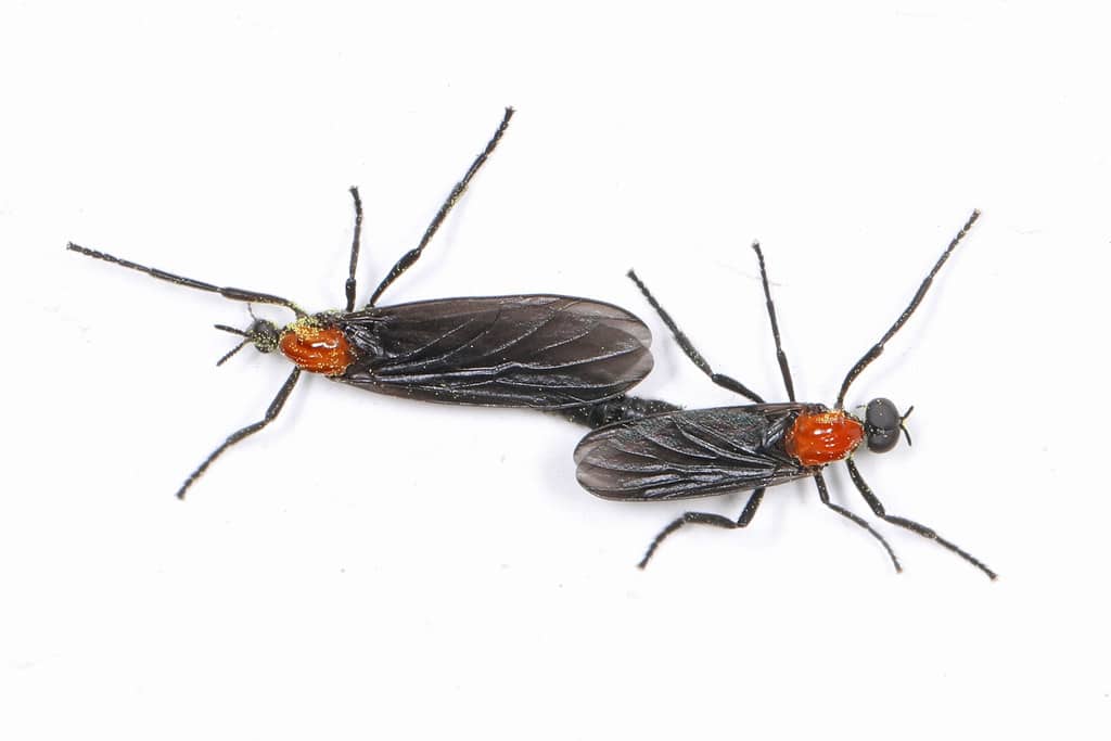 Love Bugs Explained: Tips to Prevent These Pesky Pests