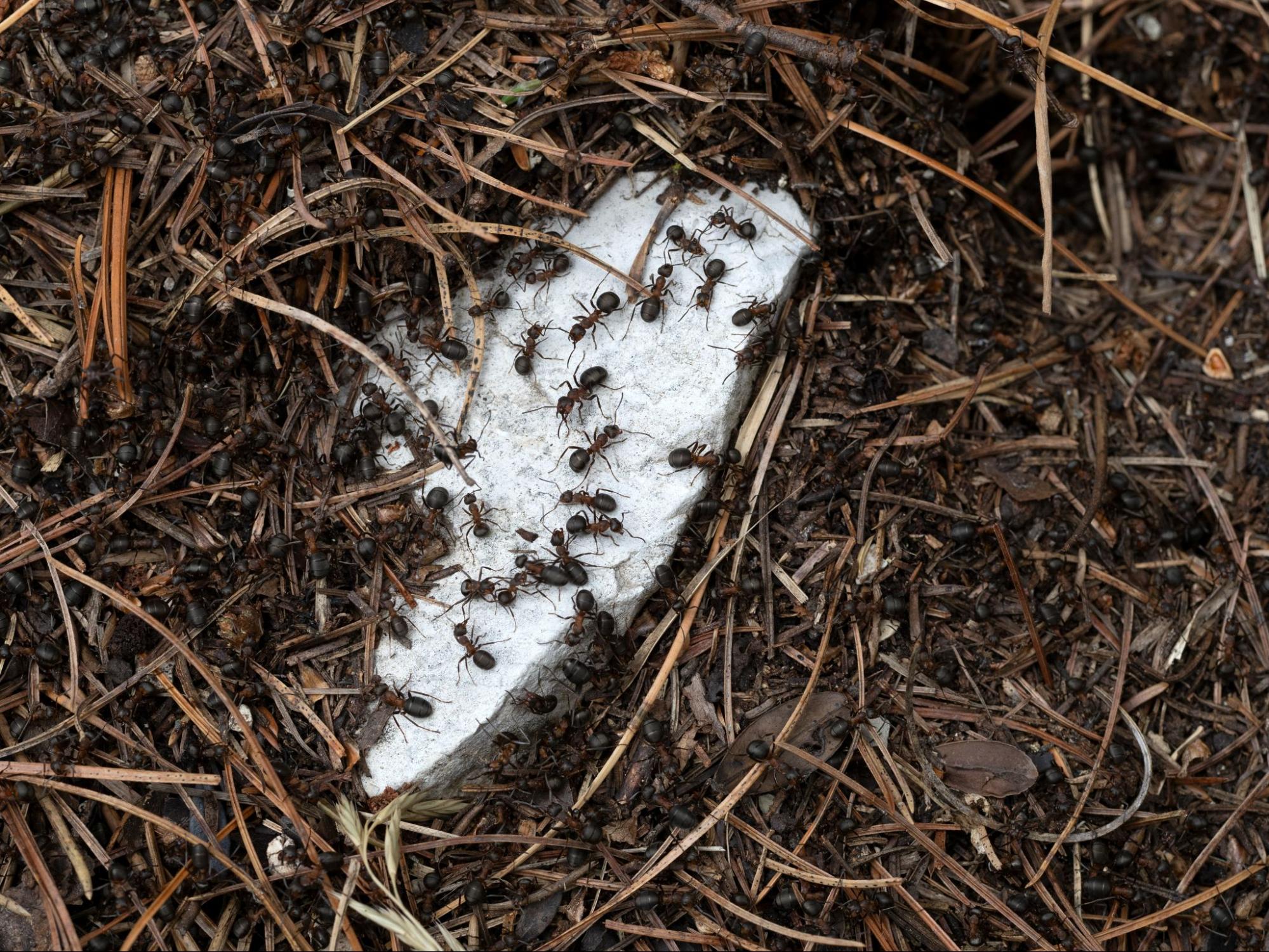 Does Mulch Attract Bugs? - Hawx Pest Control