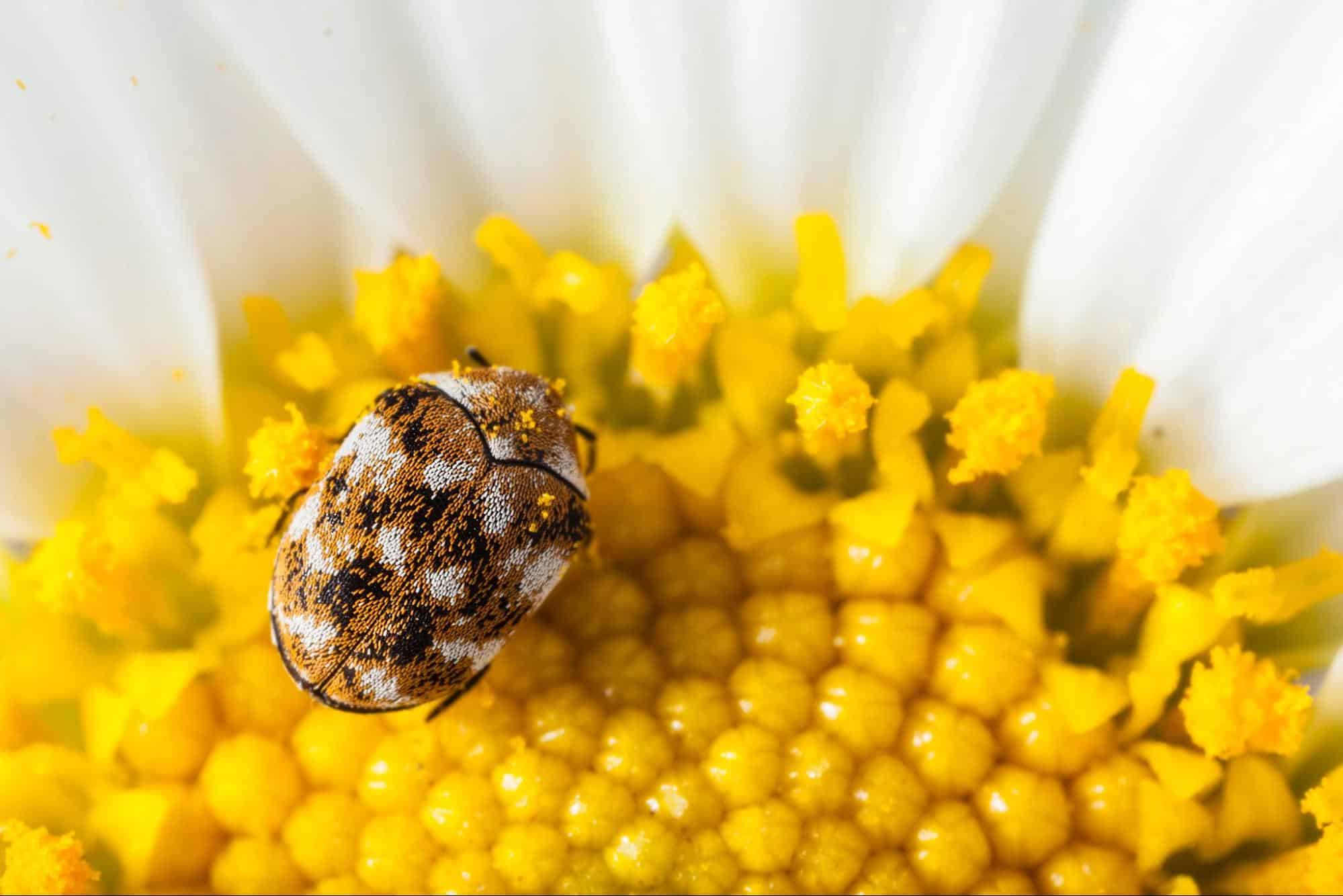 Biting Back: How to Prevent a Carpet Beetle Rash - Hawx Pest Control