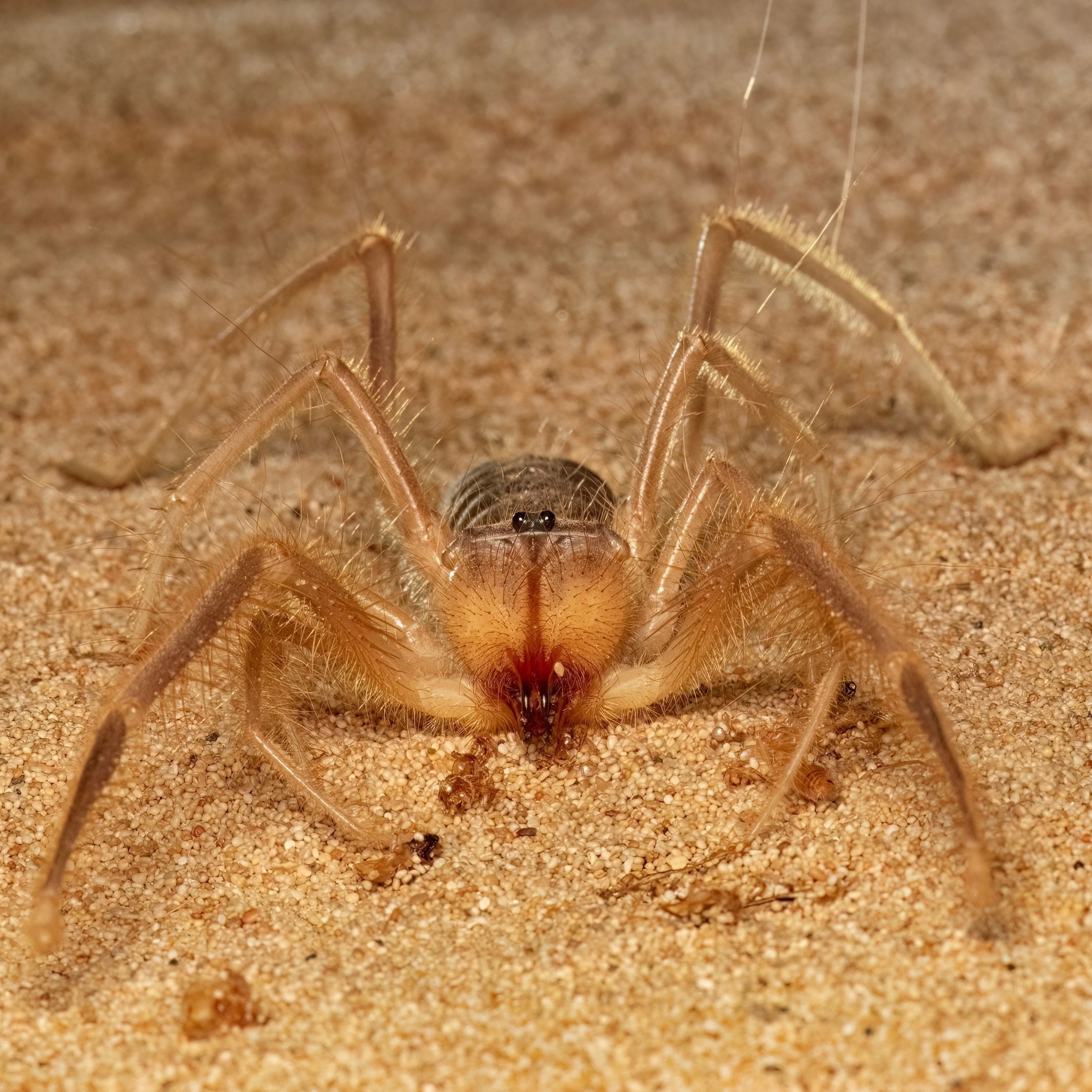 Camel Spider - Hawx Pest Control
