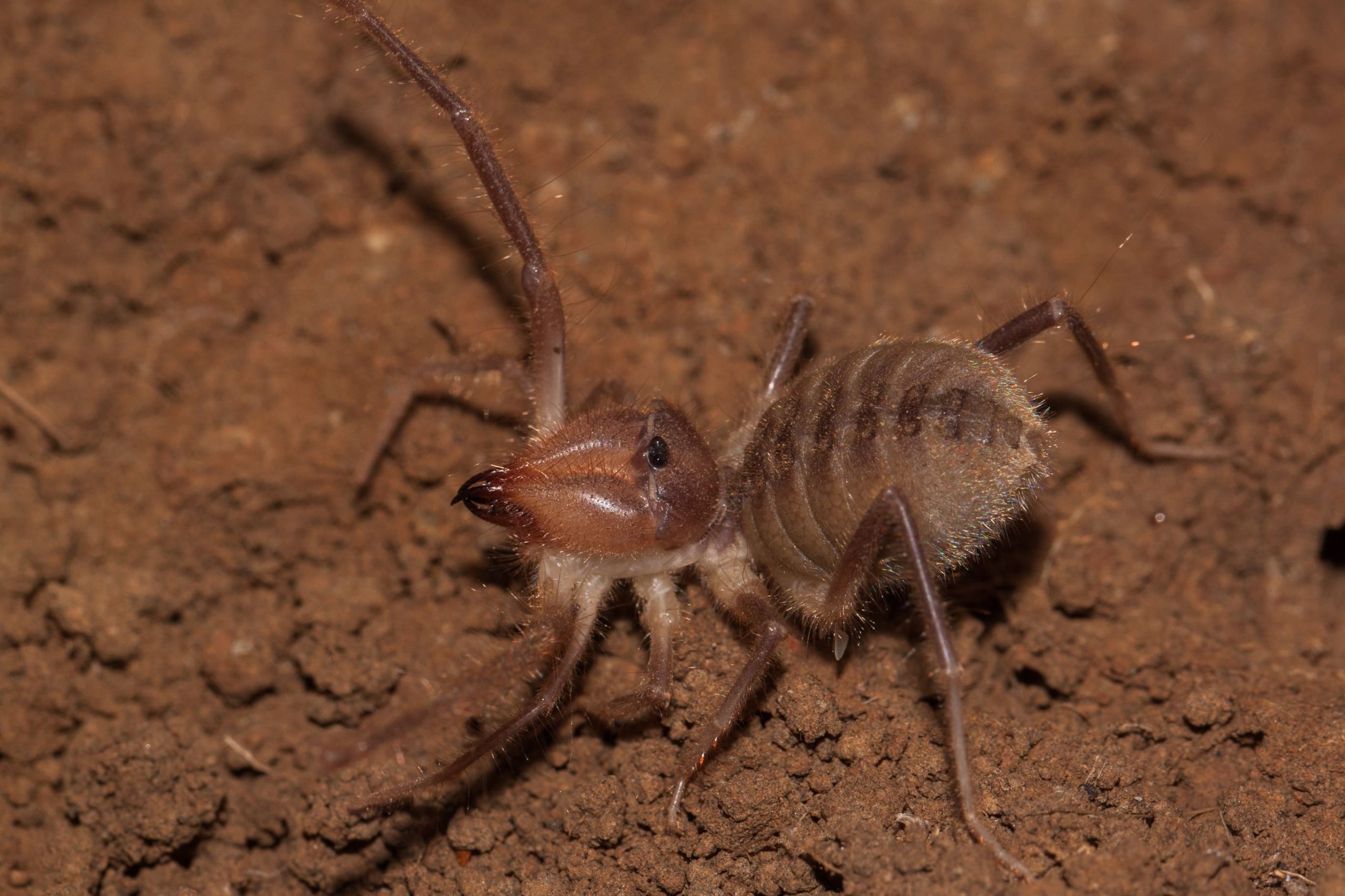 Camel Spider - Hawx Pest Control