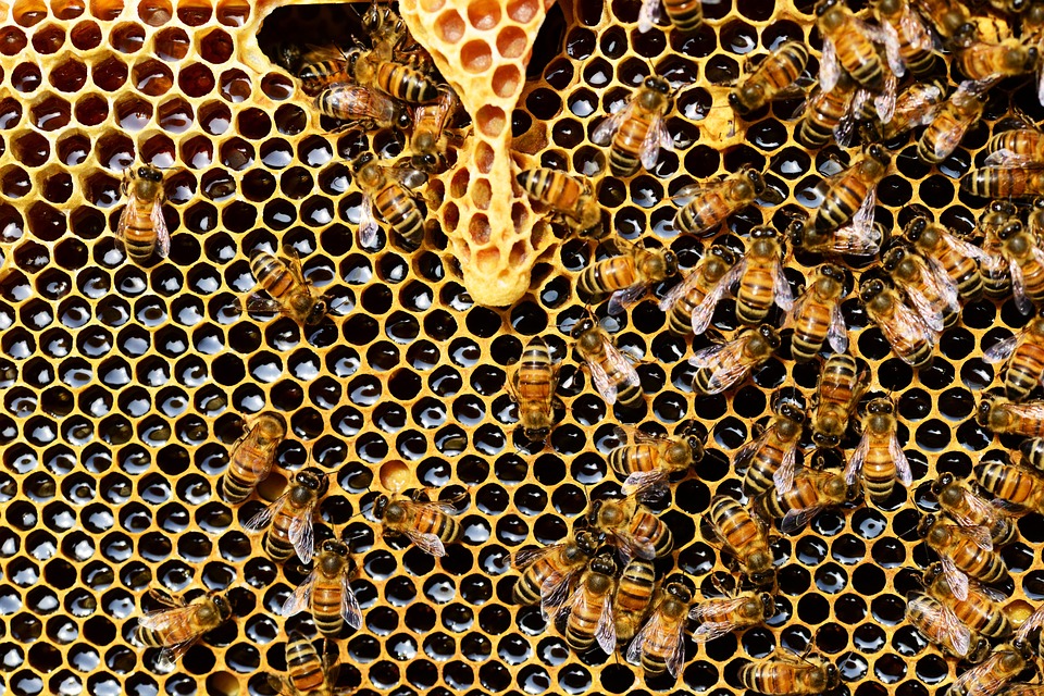 Bees are sentient and may be self-aware | NationofChange