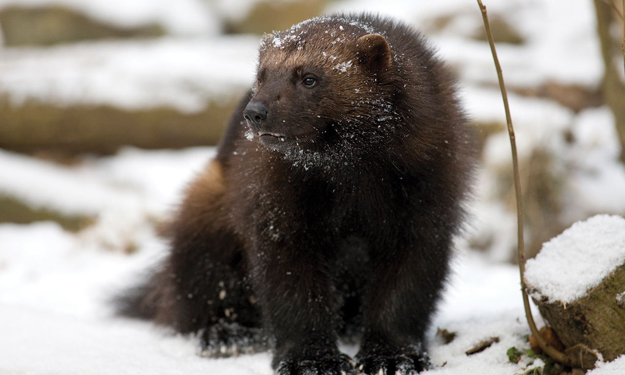Montana District Court relists wolverine under candidate species status ...